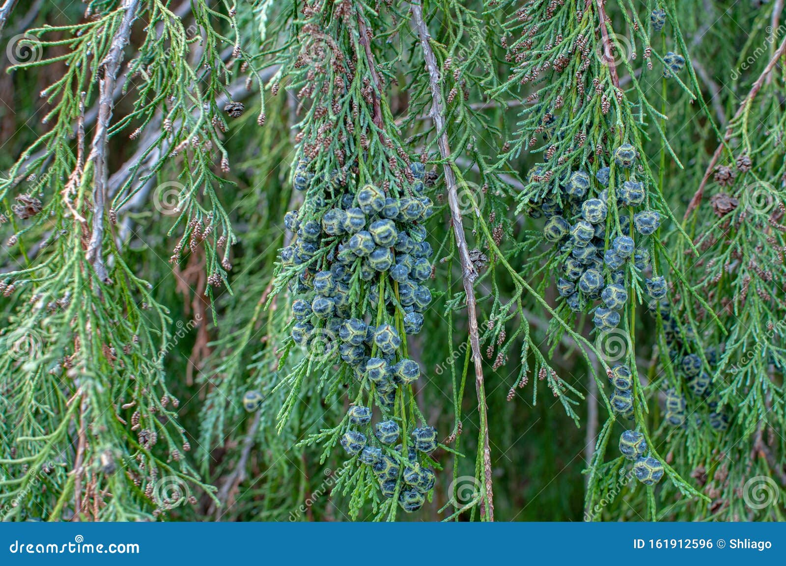 Cupressus Sempervirens Close Up with Fresh Cones Stock Photo - Image of ...