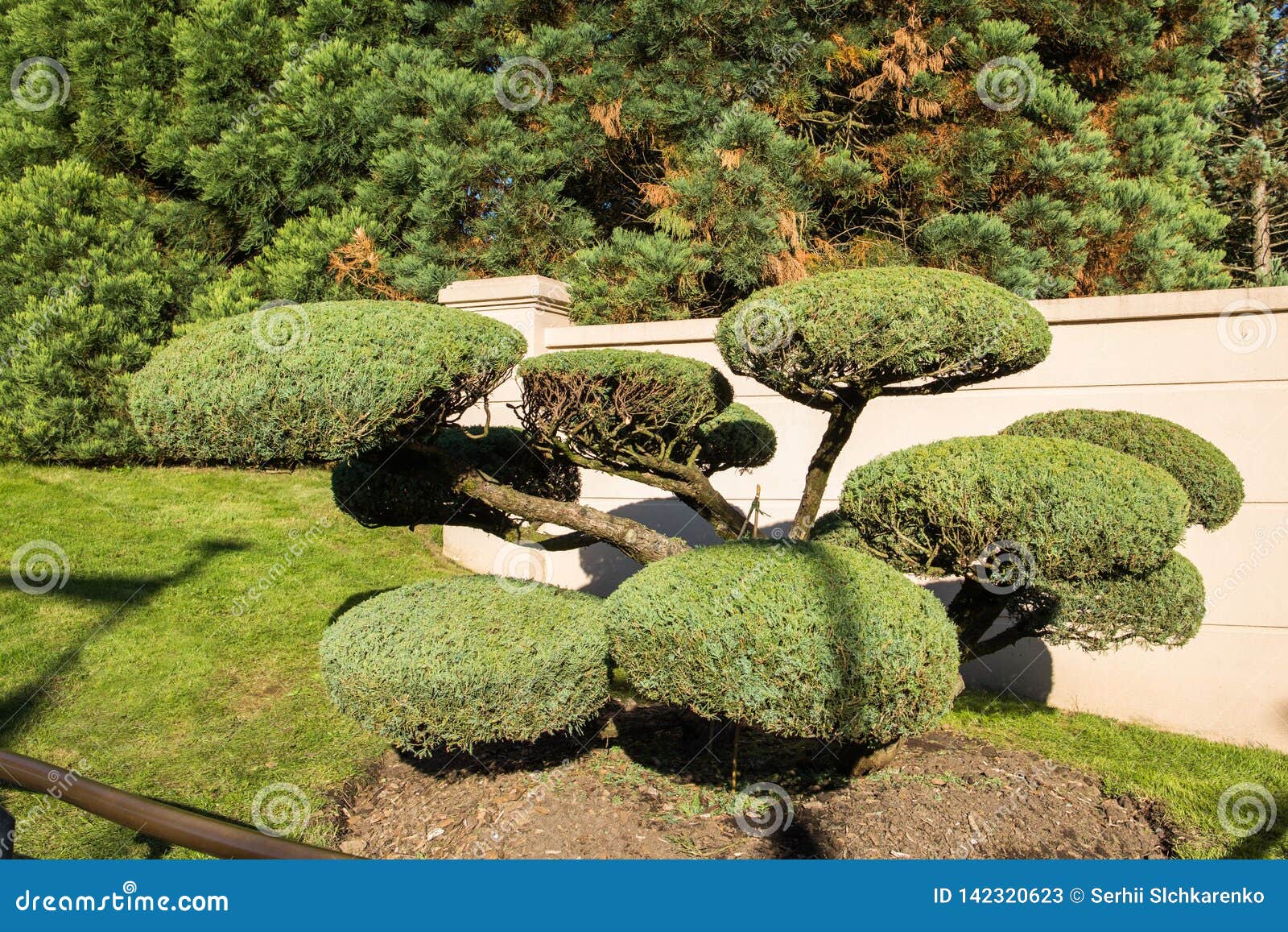 Cupressus Sempervirens, Common Cypress Tree Stock Image - Image of ...