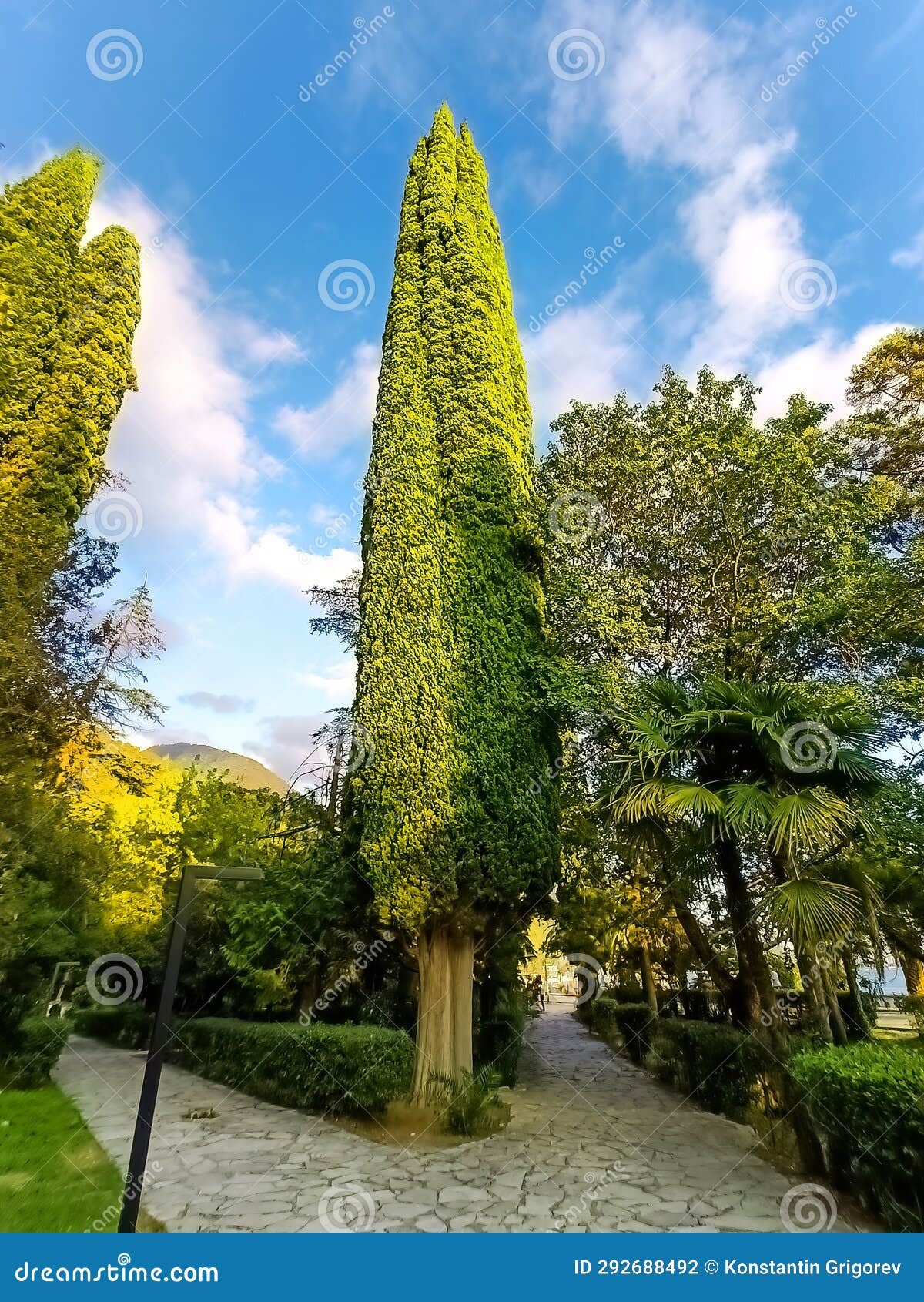 Cupressus Sempervirens, Tall Green Cypress Tree Stock Photo - Image of ...