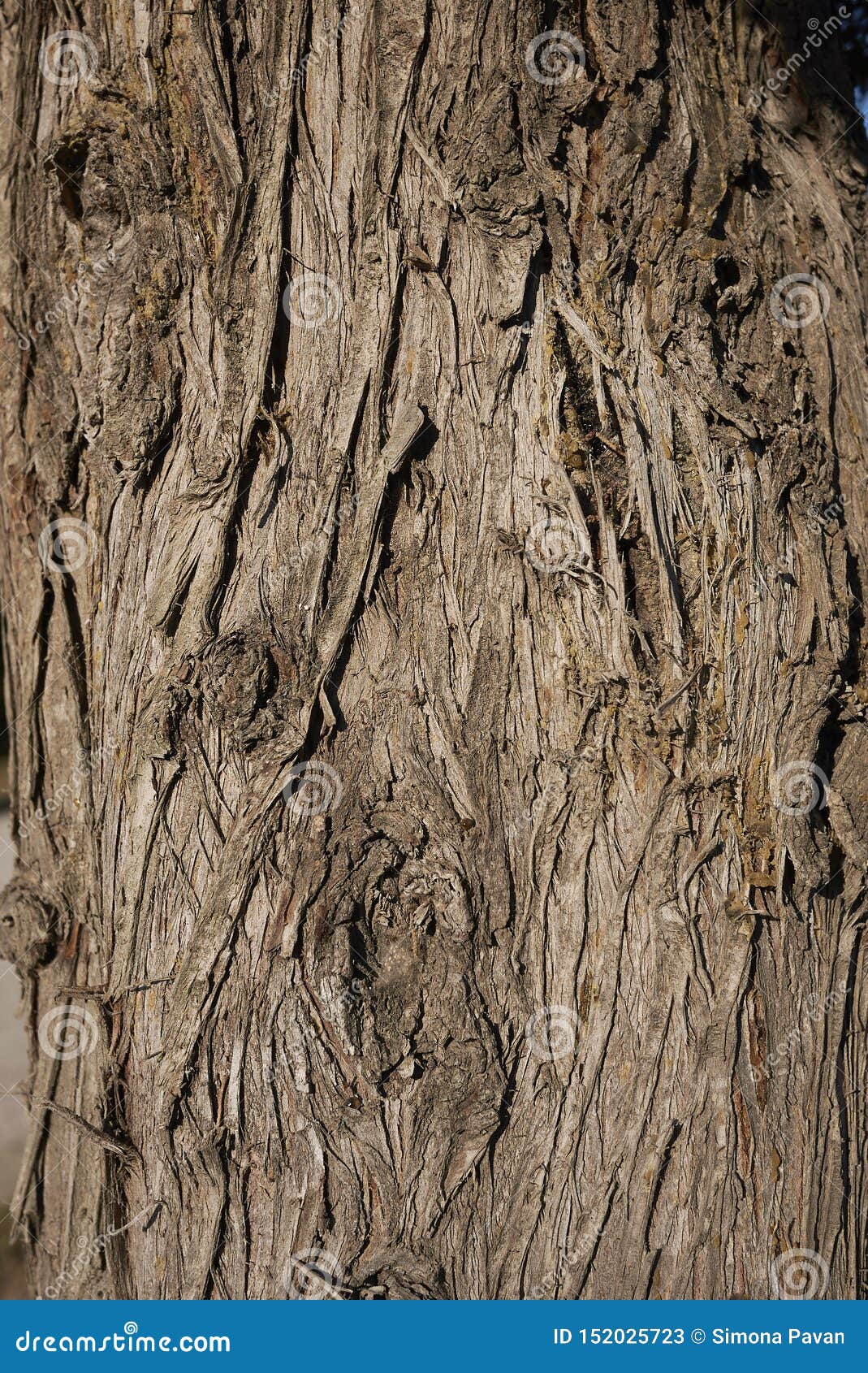 Cupressus Sempervirens Tree Stock Image - Image of cupressus, scented ...