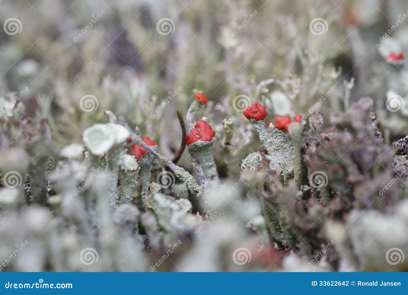 Cups Moss on the Drenthe Heath Stock Photo - Image of cupscups ...