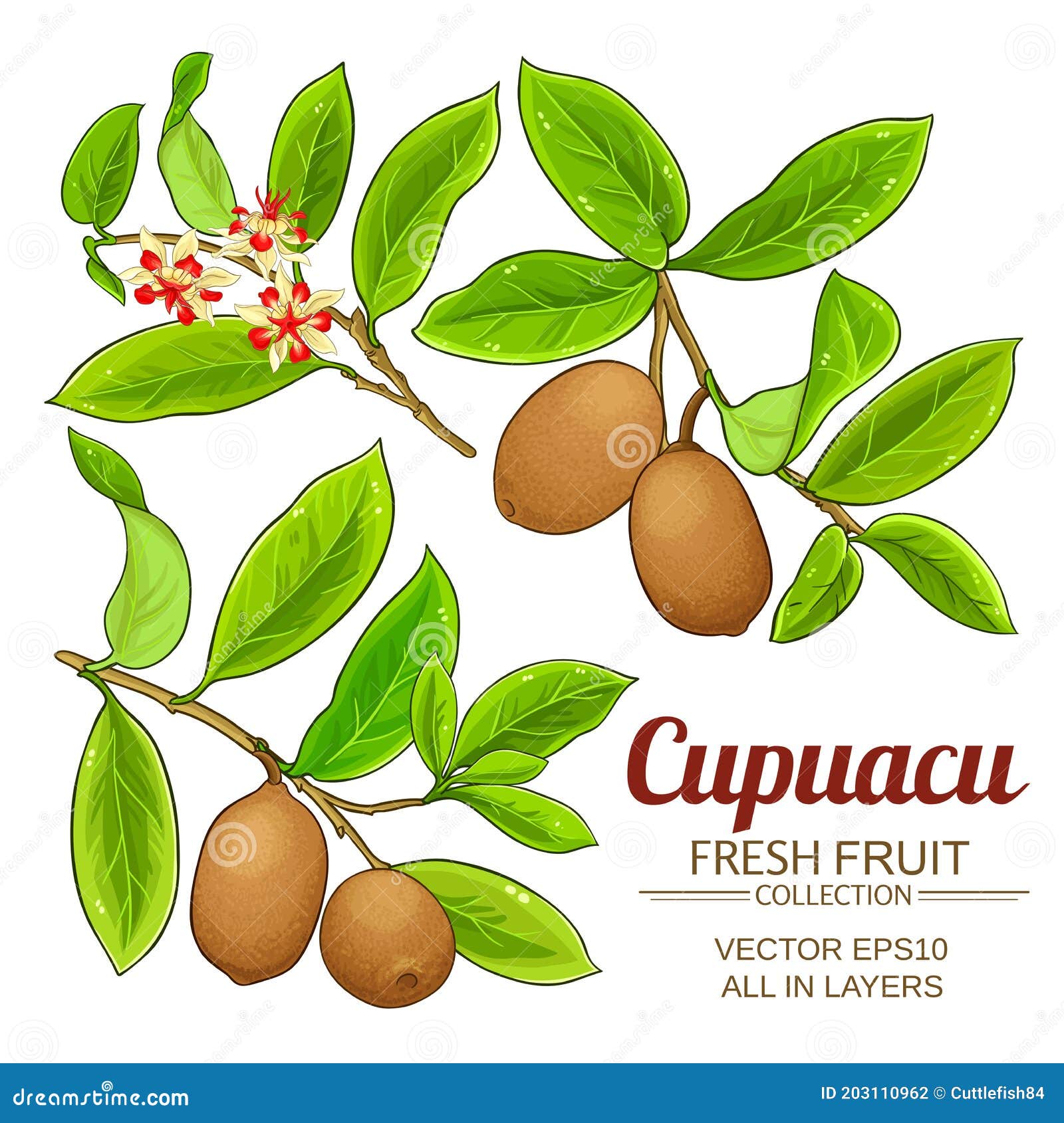 Cupuacu Vector Frame | CartoonDealer.com #202266294