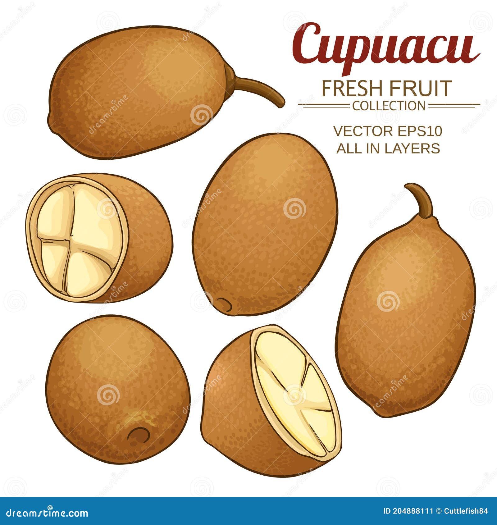 Cupuacu Vector Background | CartoonDealer.com #204405217