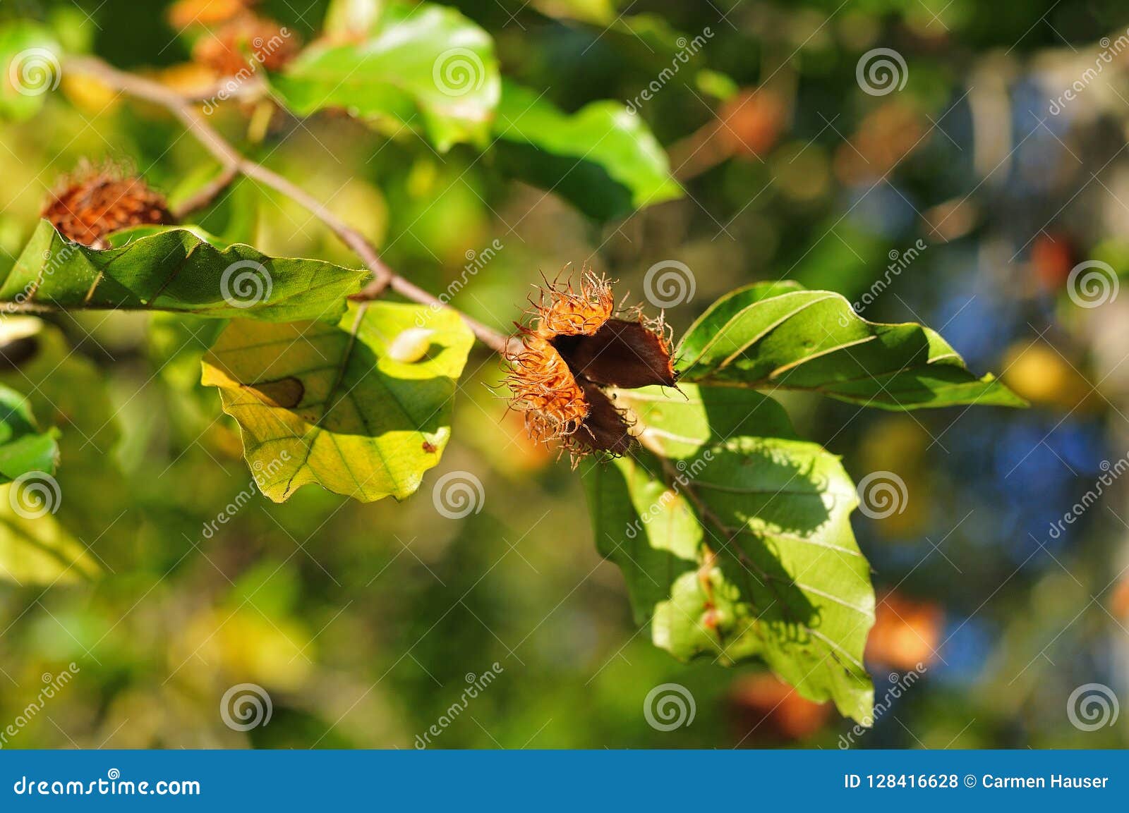 Cupule Vazio De Um Fruto Da Faia Foto de Stock - Imagem de cabeleira ...