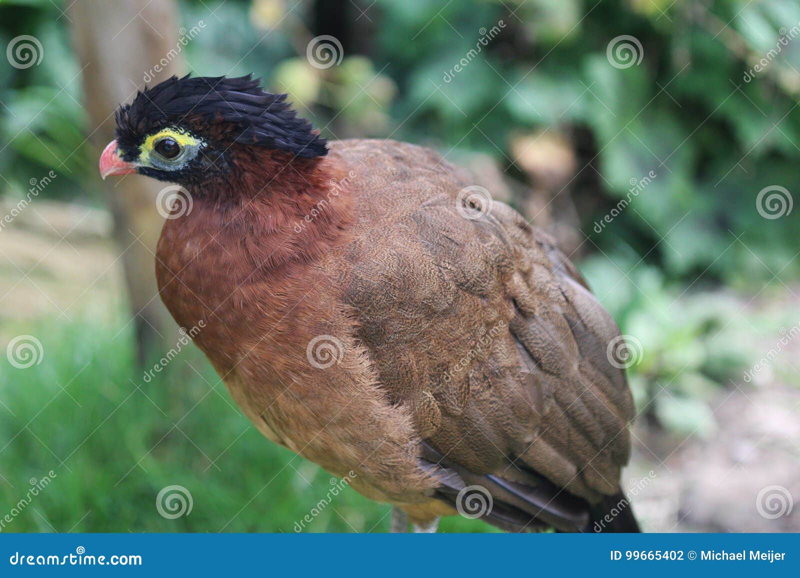 Curassow Nocturno, Urumutum De Nothocrax Foto de archivo - Imagen de ...