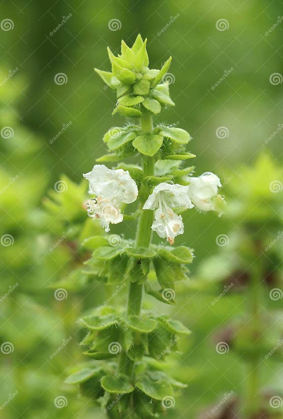 Curative Great Basil Plant Blooming Stock Image - Image of nature ...