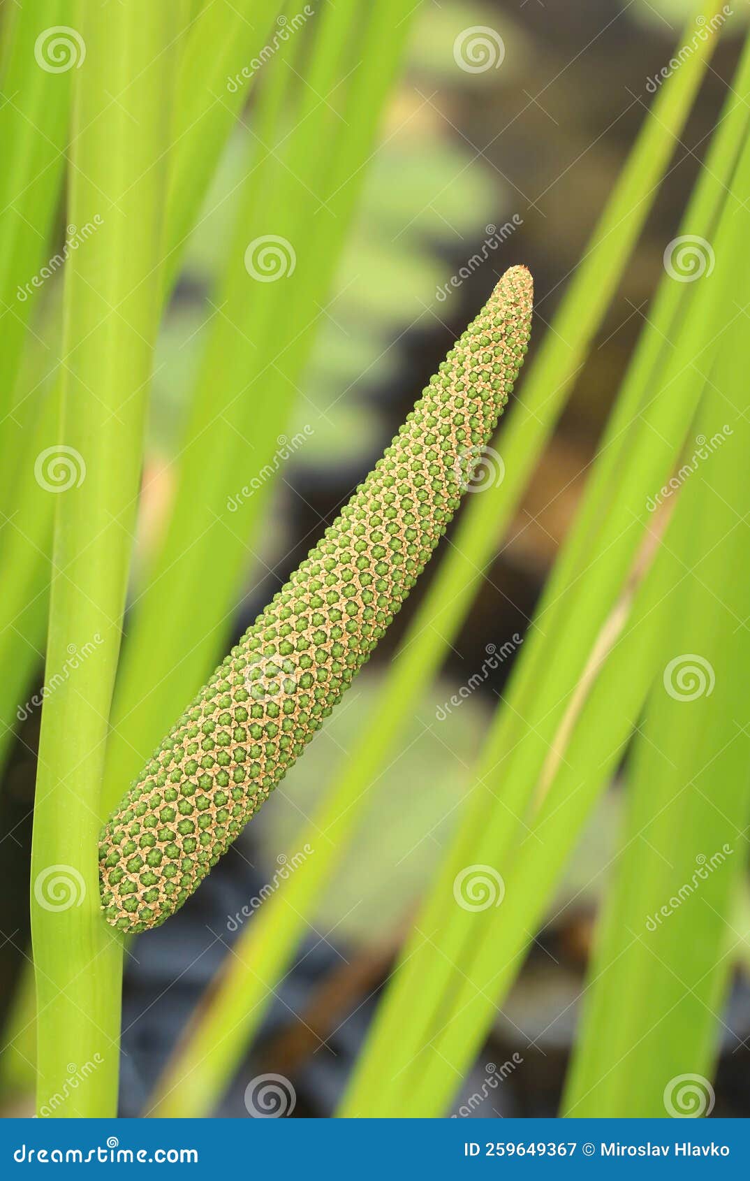 Curative Muskrat Root in Pond Blooming Stock Image - Image of beauty ...