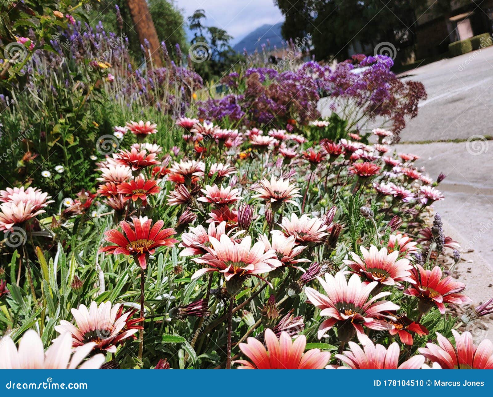 Curb Side View of a Colorful Assortment of Flowers Stock Photo - Image ...
