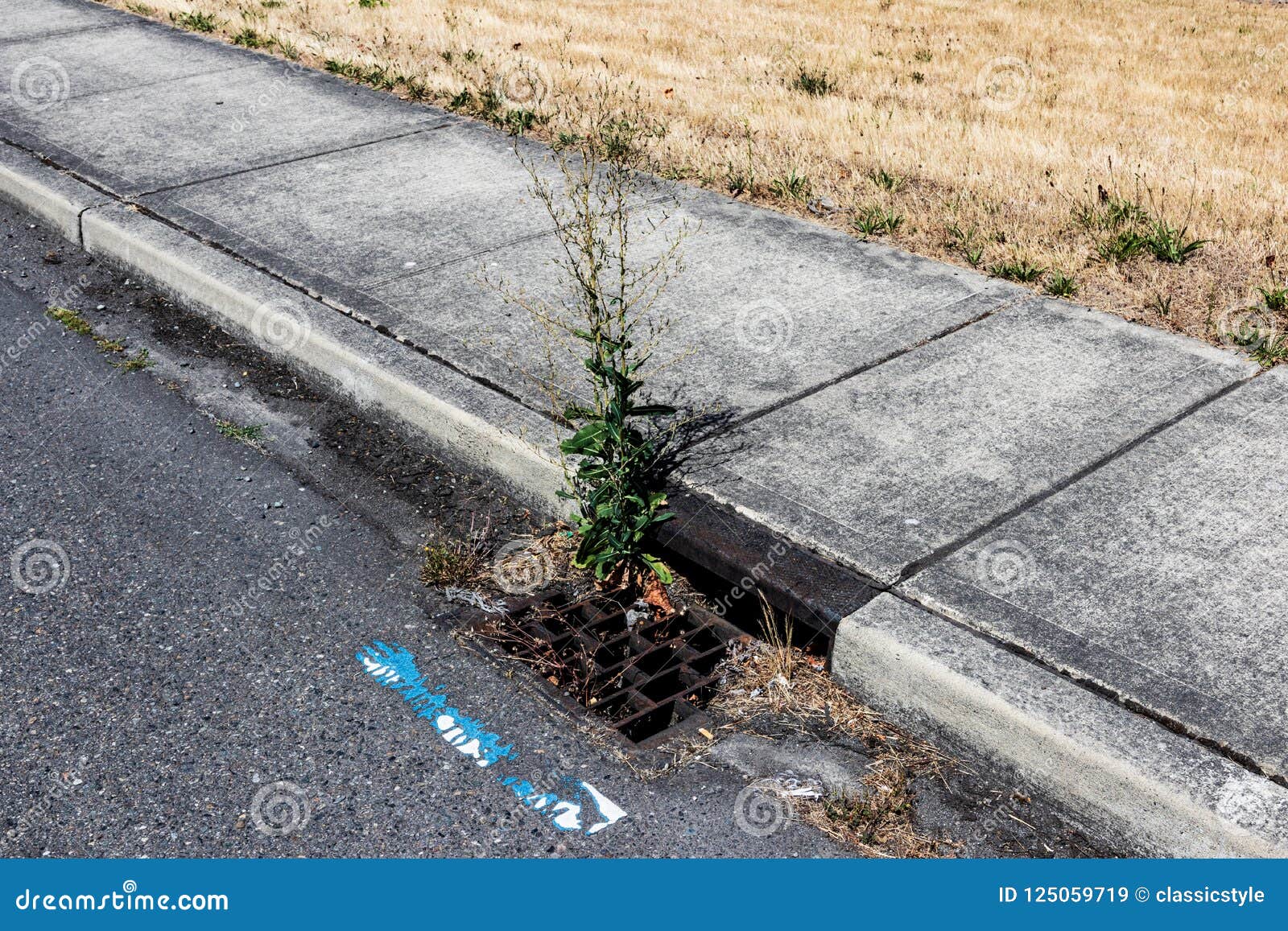 Curbside Storm Drain Clogged with Debris Stock Image - Image of drain ...