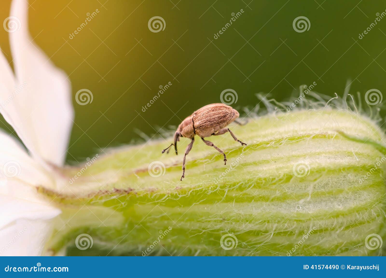 Curculio stock photo. Image of nature, herbivorous, weevil - 41574490