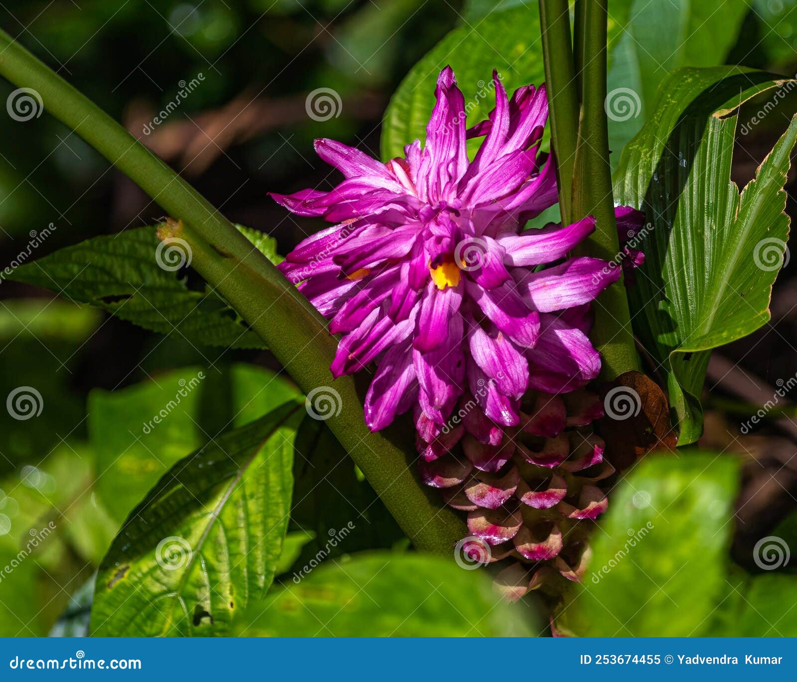 Curcuma Aromatica Flower in Forest Stock Image - Image of tropical ...