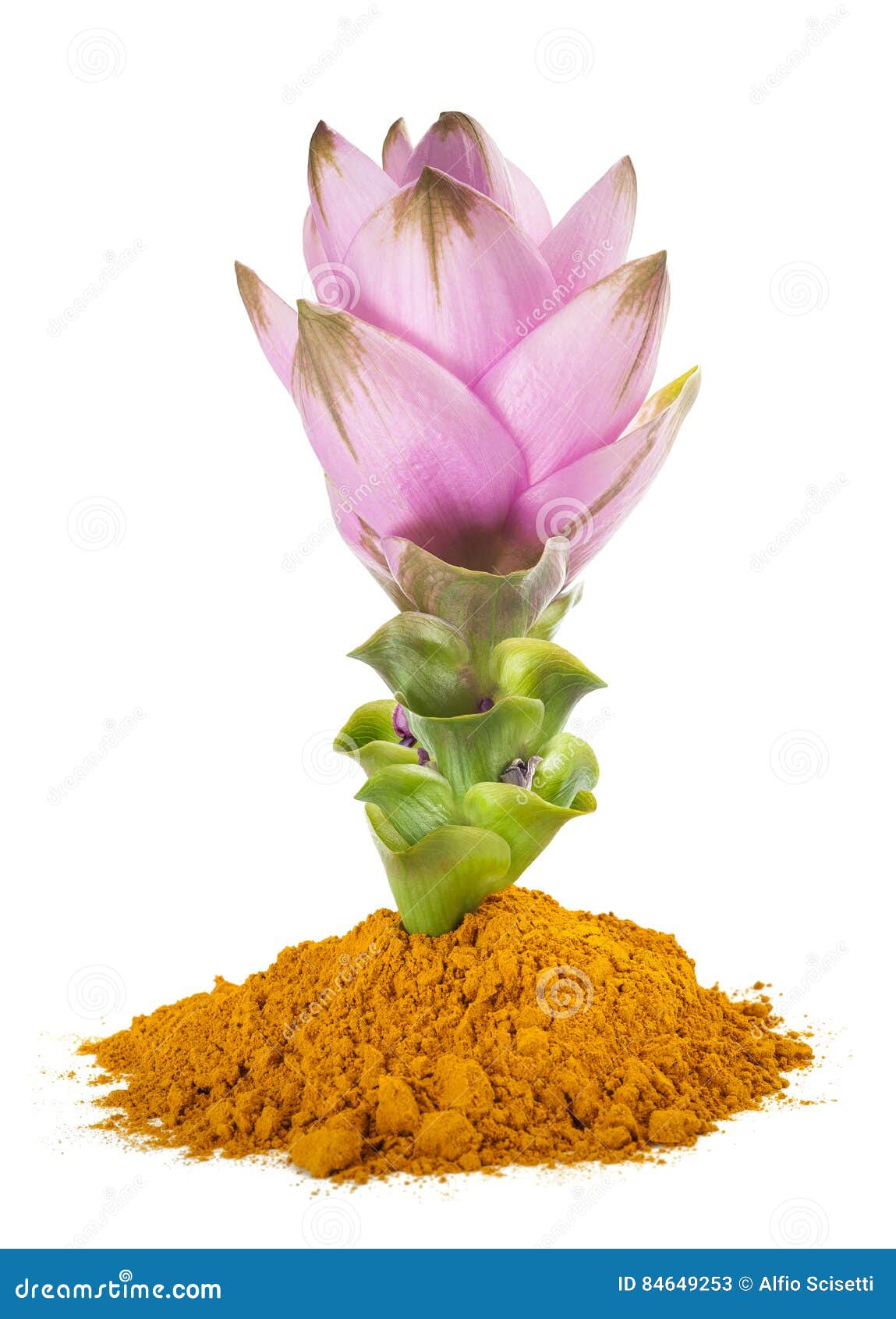 Curcuma Flower, Root And Powder Isolated On White. Turmeric Curcuma ...