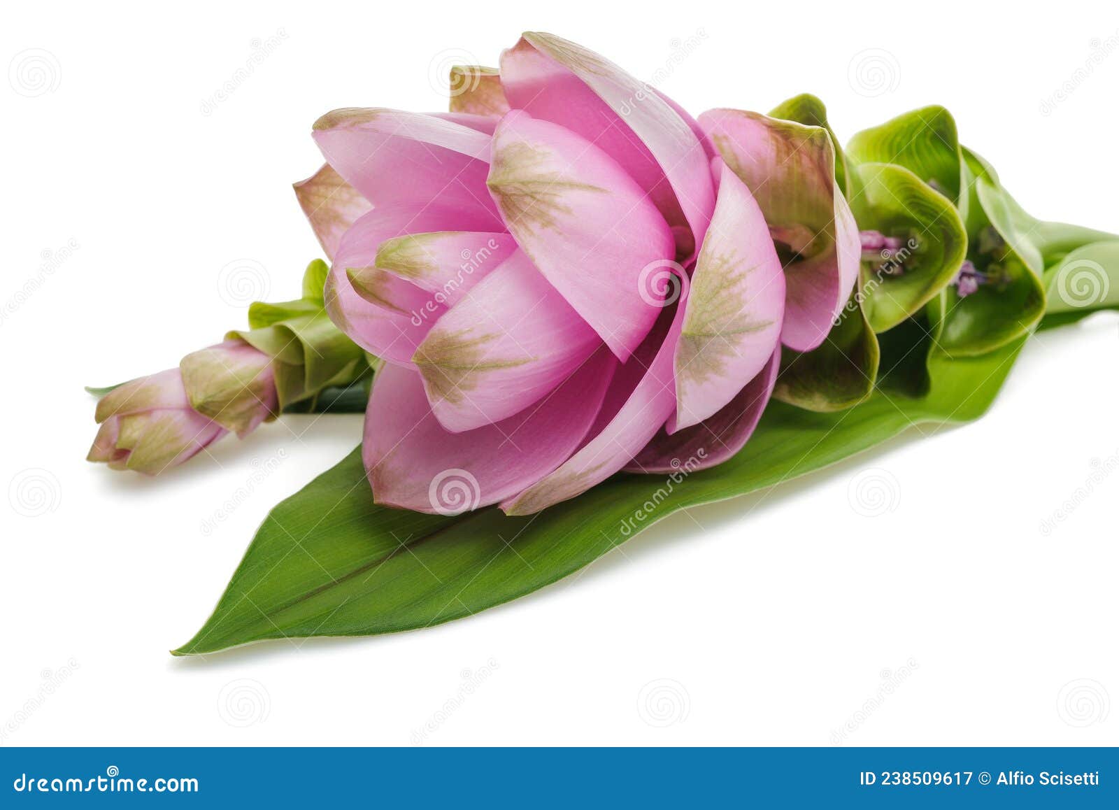 Curcuma flowers stock image. Image of leaves, curcuma - 238509617