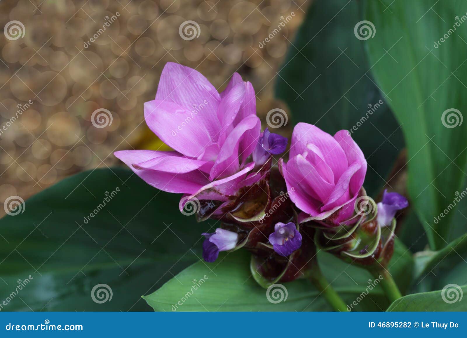 Curcuma Ginger Flower stock photo. Image of fruit, colorful - 46895282