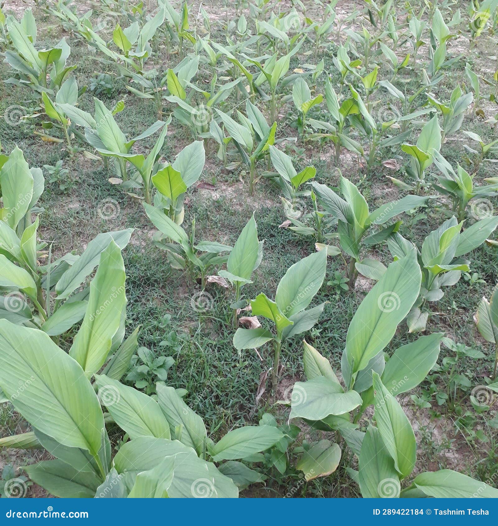 Curcuma Longa L. (Zingiberaceae), Commonly Known As Turmeric, Stock ...