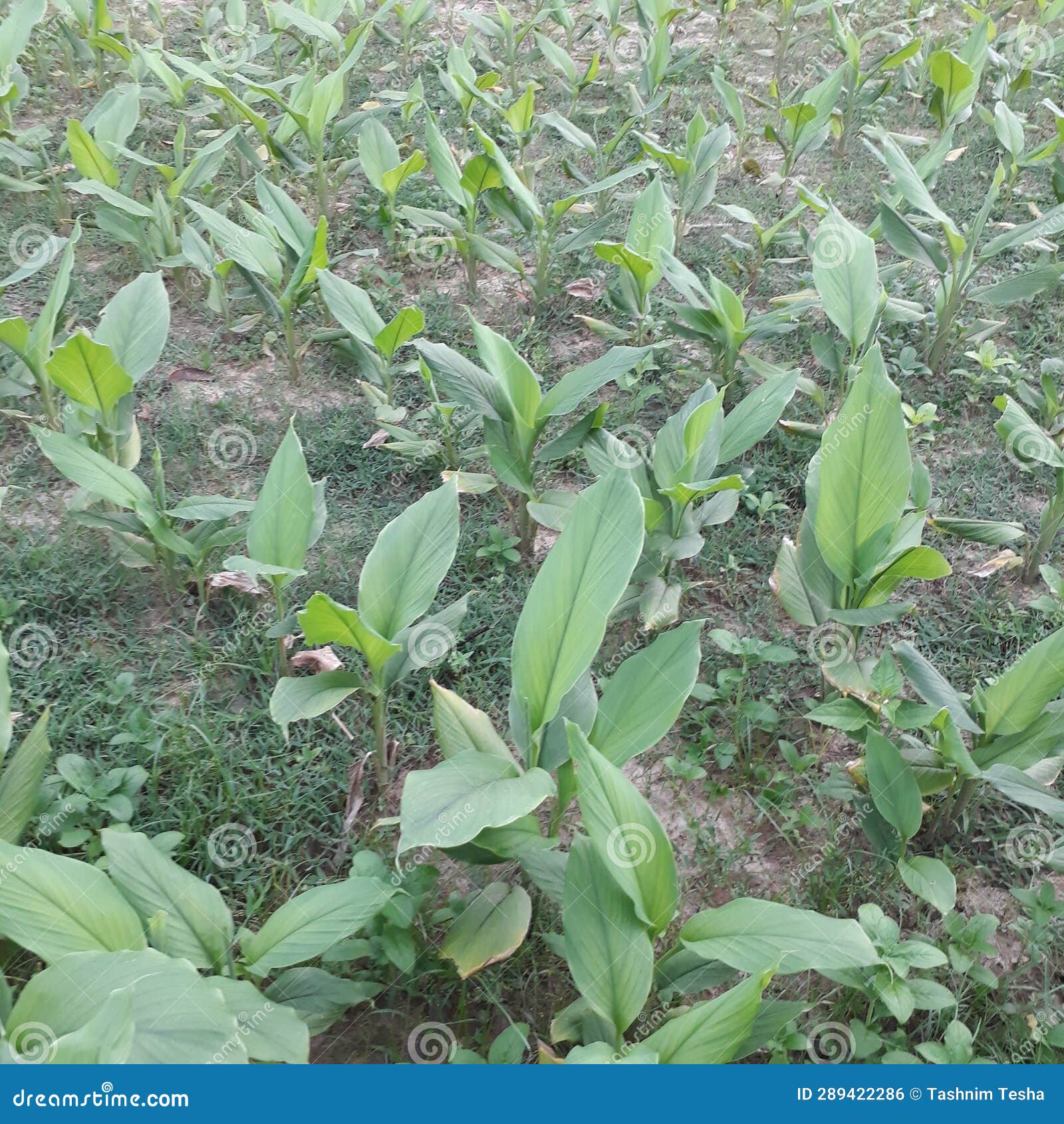 Curcuma Longa L. (Zingiberaceae), Commonly Known As Turmeric, Stock ...