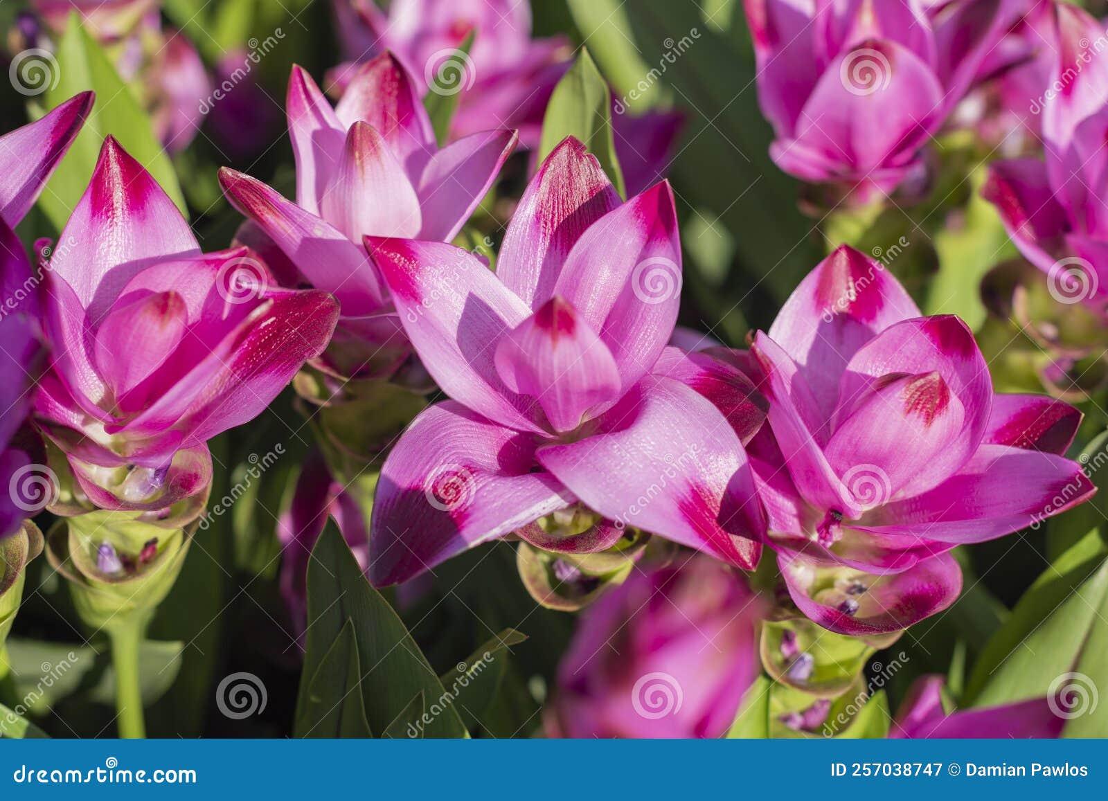 Curcuma Plant with Its Exotic Appearance and Extravagant Flowers Stock ...