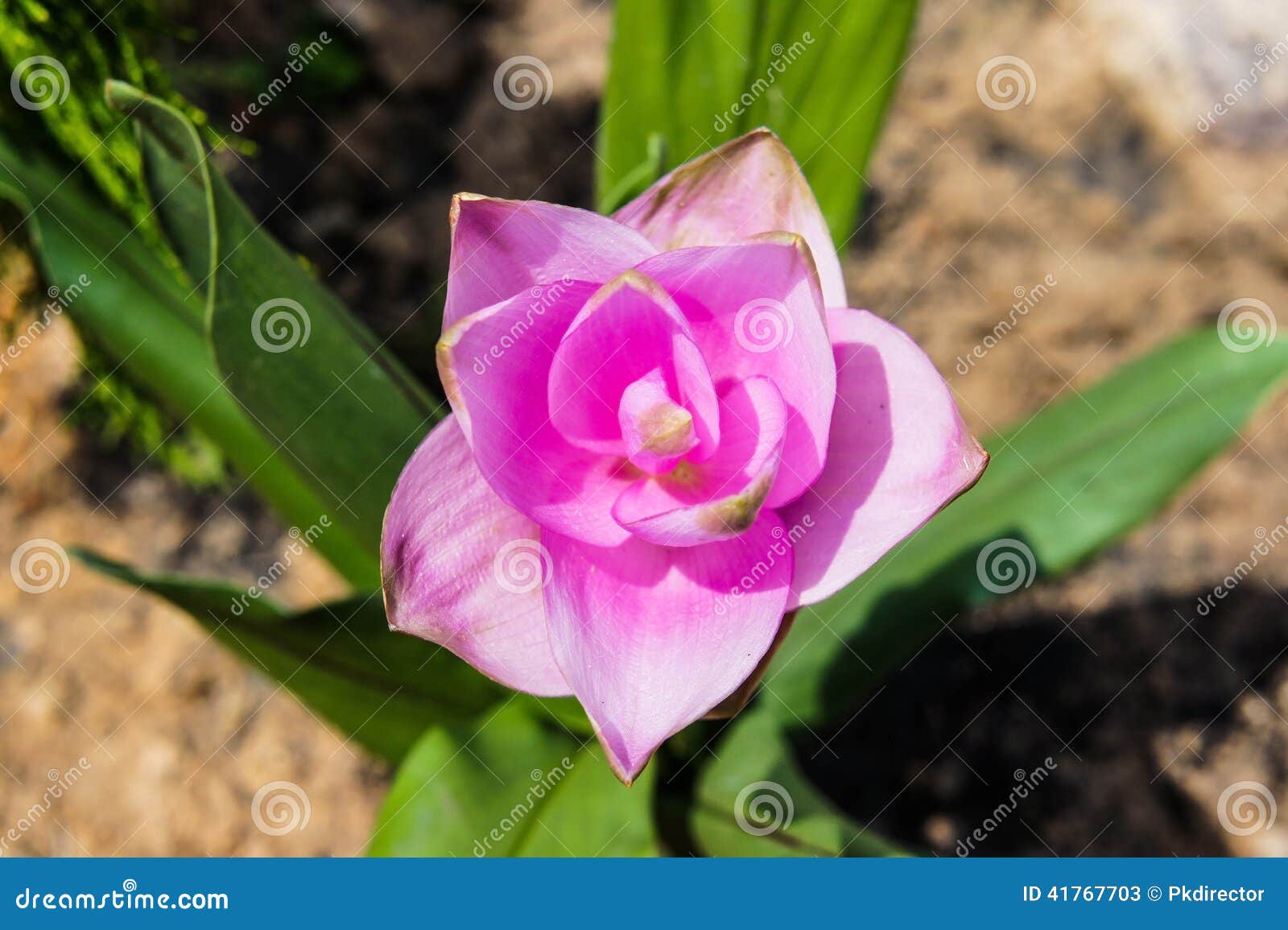 Curcuma rosa immagine stock. Immagine di fiore, pacifico - 41767703
