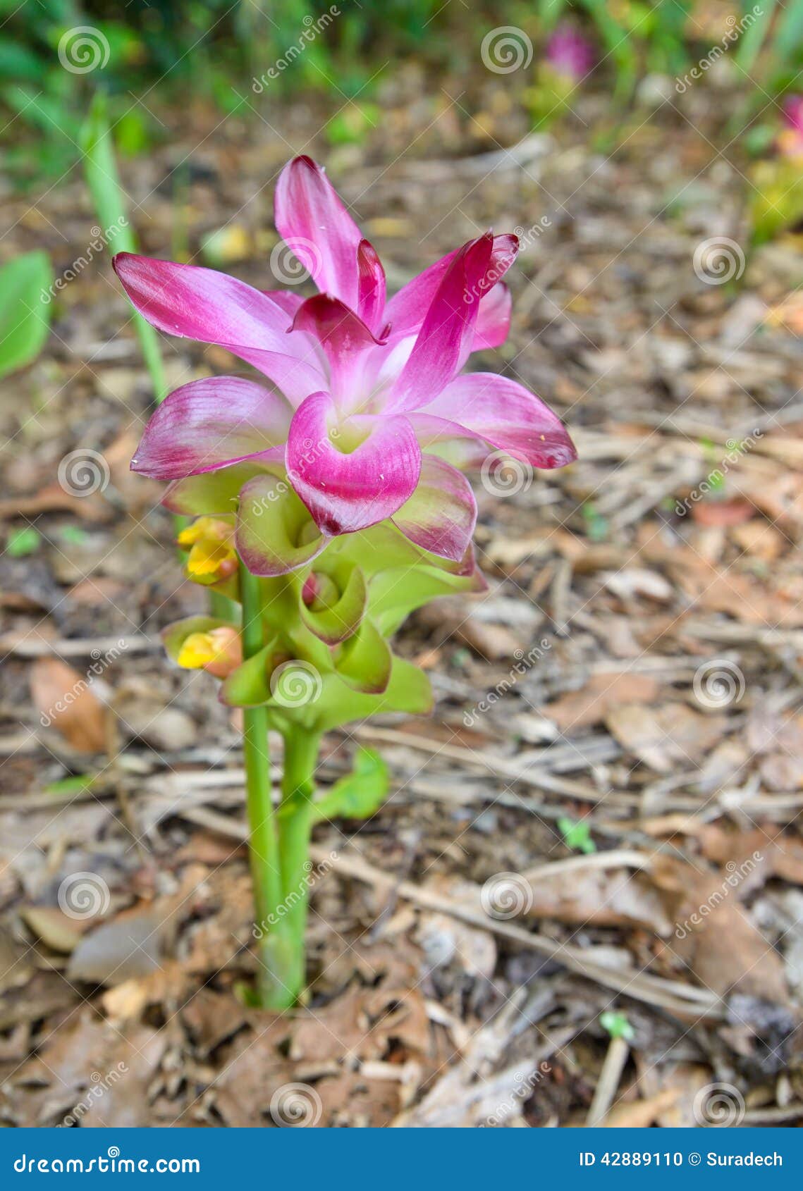Curcuma sessilis flower stock photo. Image of floral - 42889110
