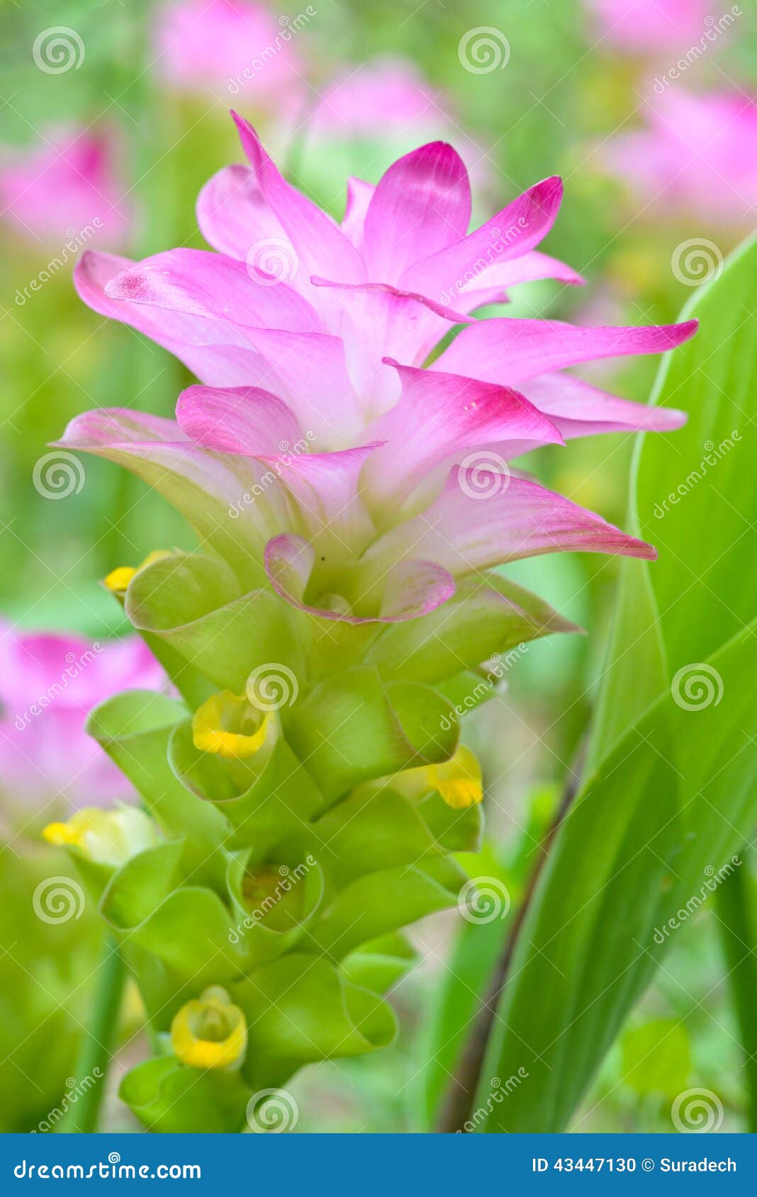Curcuma sessilis flower stock photo. Image of park, pretty - 43447130