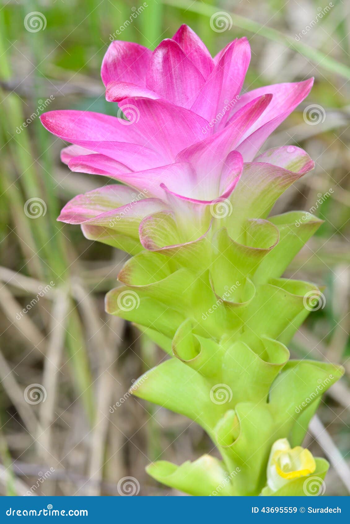 Curcuma sessilis flower stock image. Image of spring - 43695559