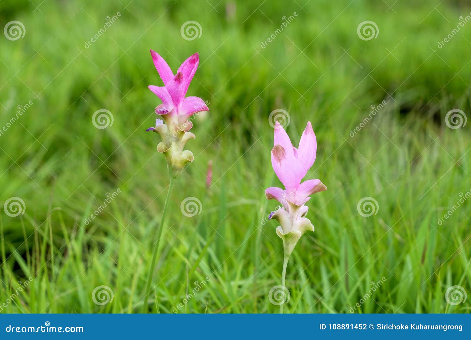 Curcuma sessilis stock photo. Image of flower, plant - 108891452
