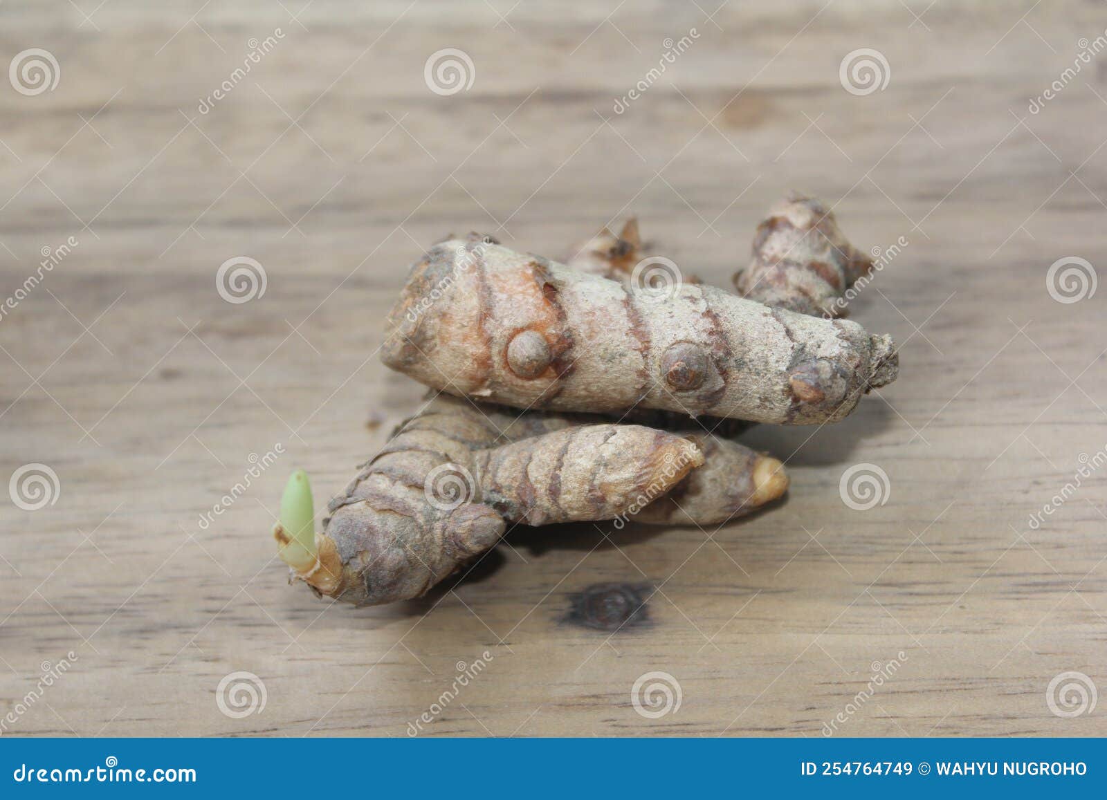 Curcuma Y Textura De Madera Imagen de archivo - Imagen de animal ...