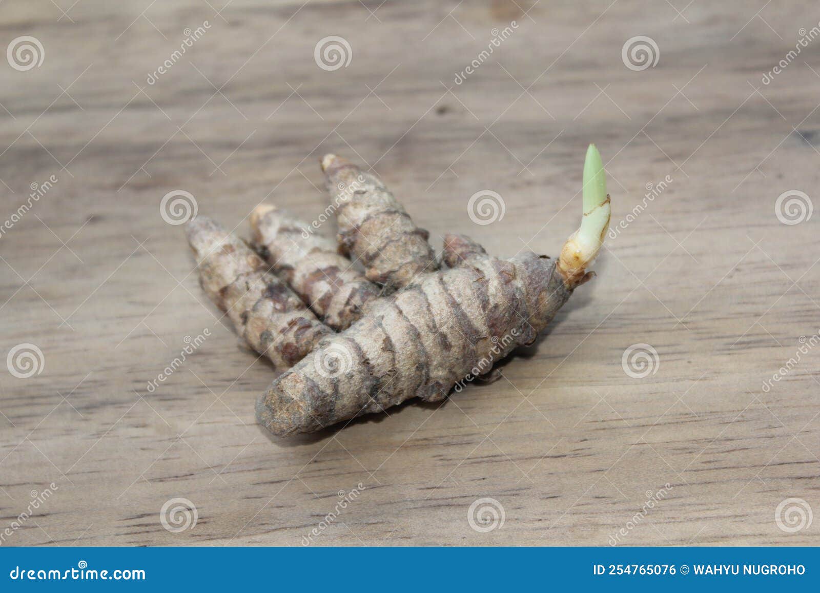 Curcuma Y Textura De Madera Foto de archivo - Imagen de hoja, fauna ...