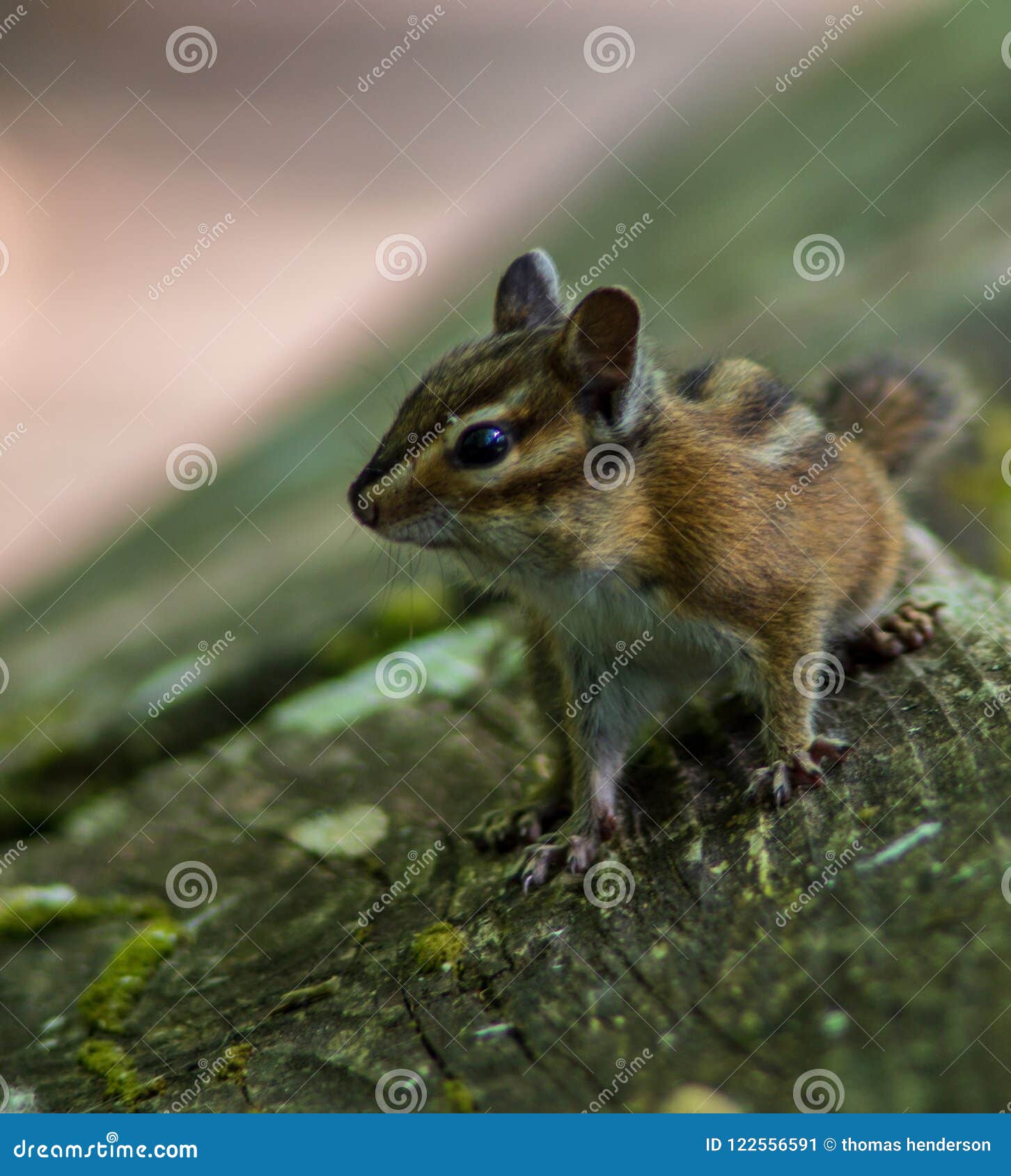 A Cute Chipmunk Standing Alert on a Nice Evening Stock Image - Image of ...