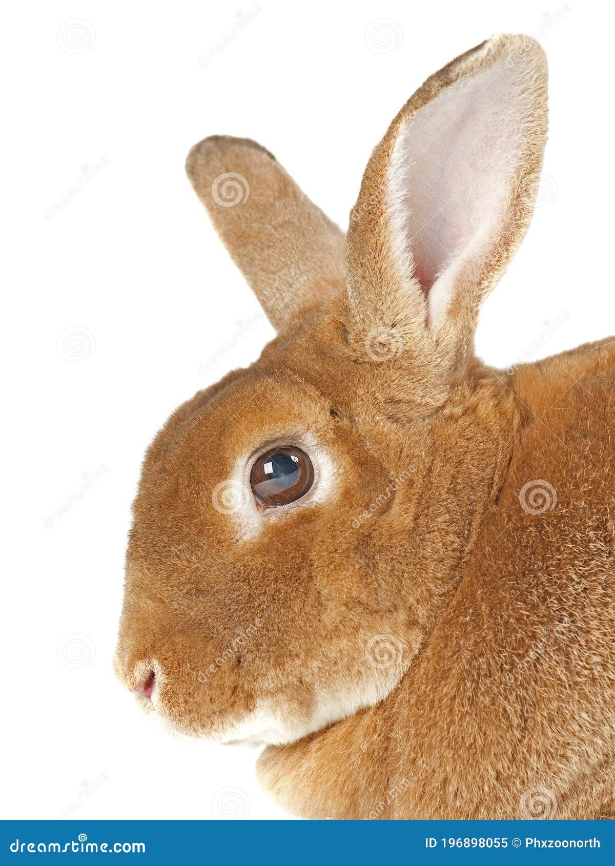 Cure Red Bunny with Big Ears Looking at Camera on White Backdrop Stock ...