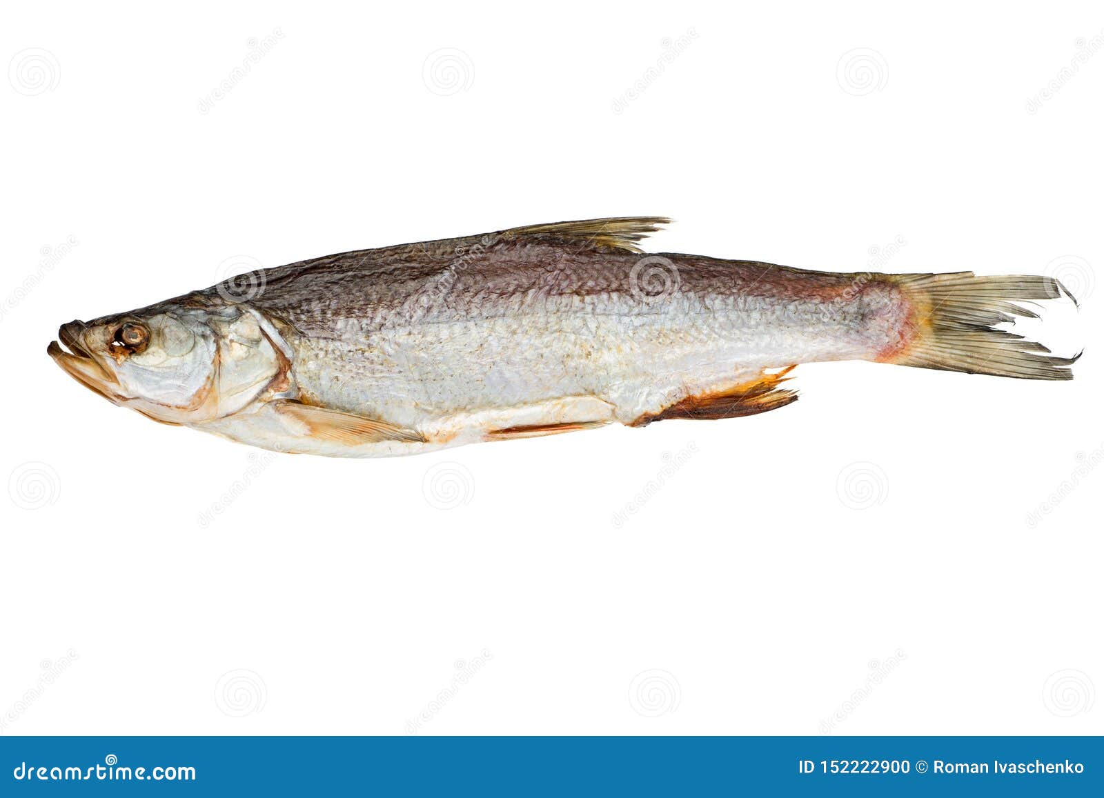 Cured asp fish stock photo. Image of leuciscus, food - 152222900