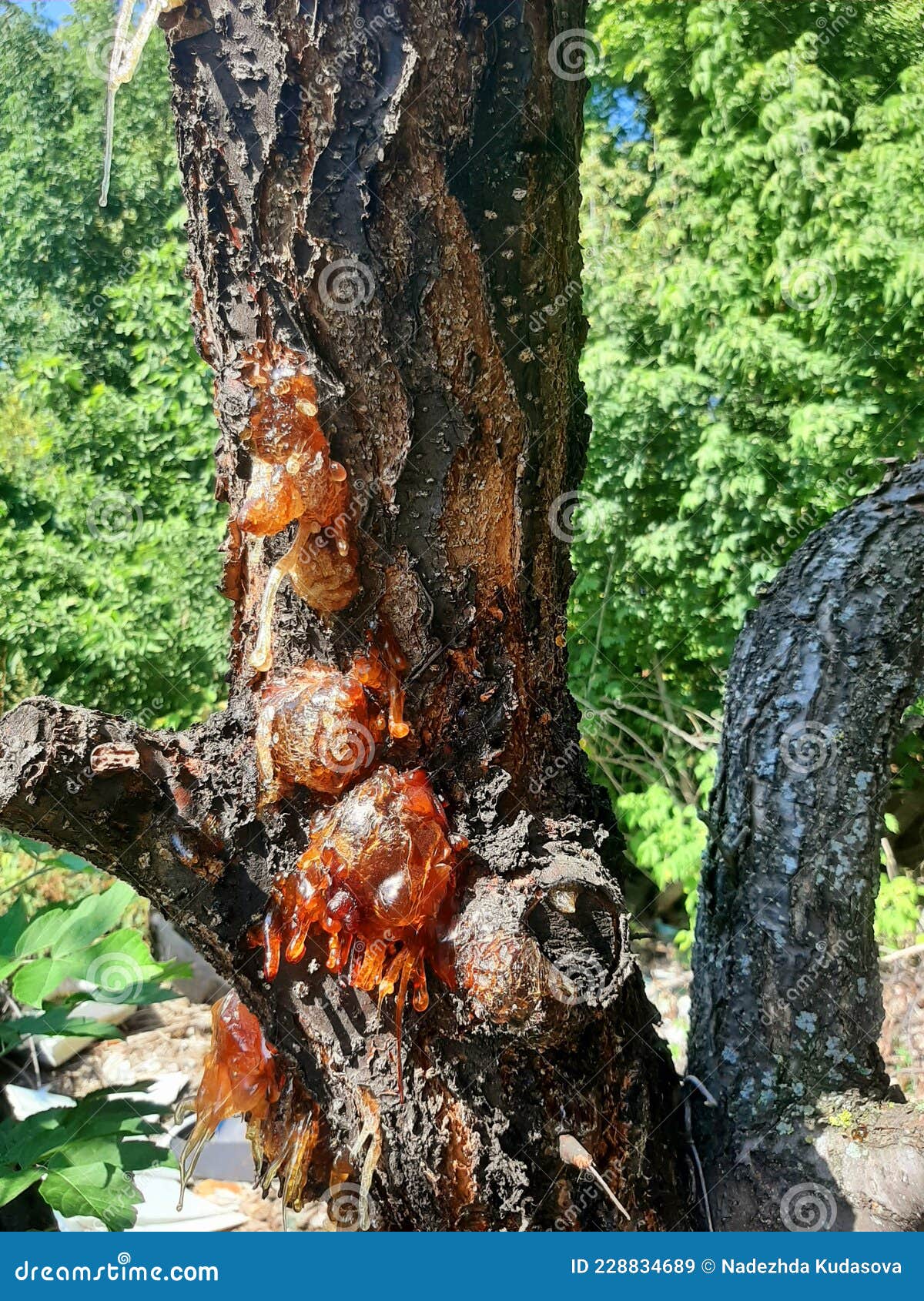 Cured resin on the tree stock image. Image of autumn - 228834689