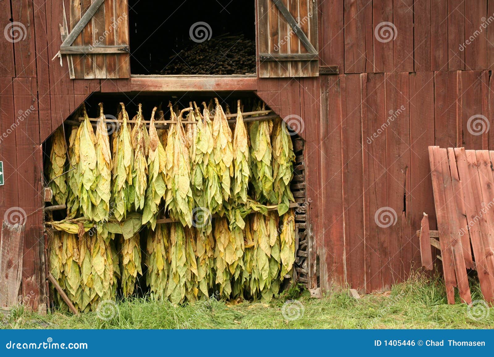 Curing Tobacco stock photo. Image of rustic, curing, barn - 1405446