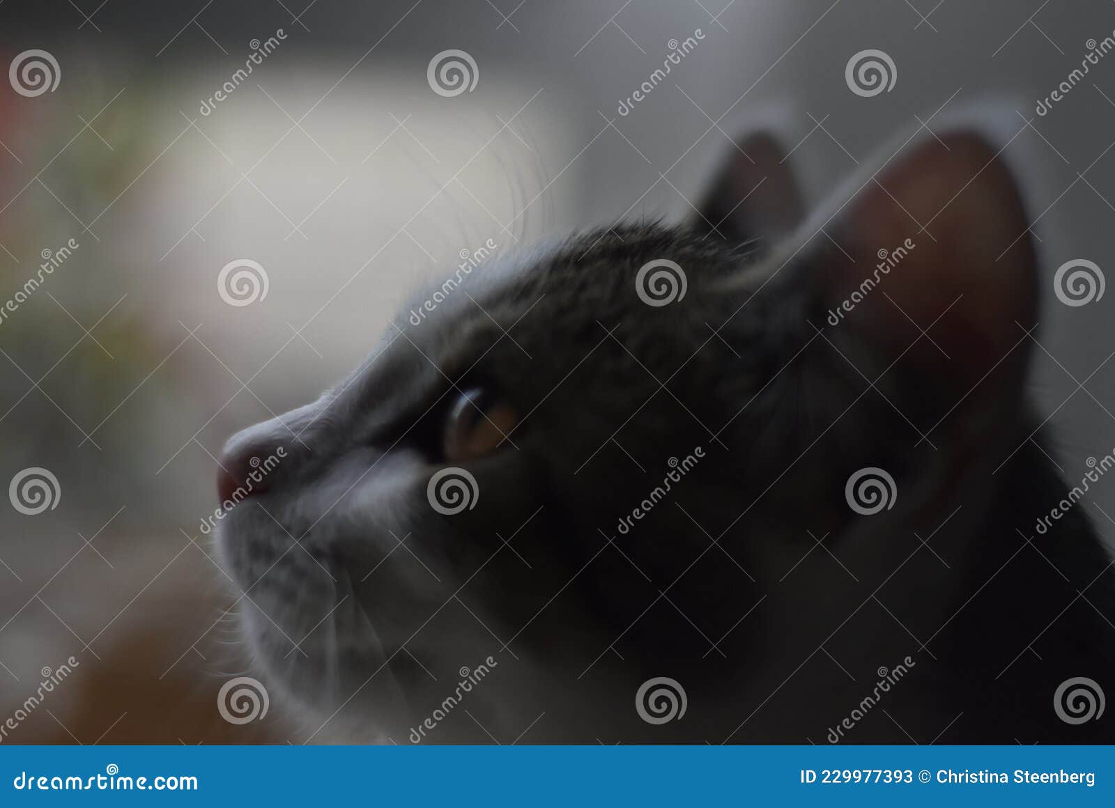 Curios cat stock image. Image of curios, attention, looking - 229977393