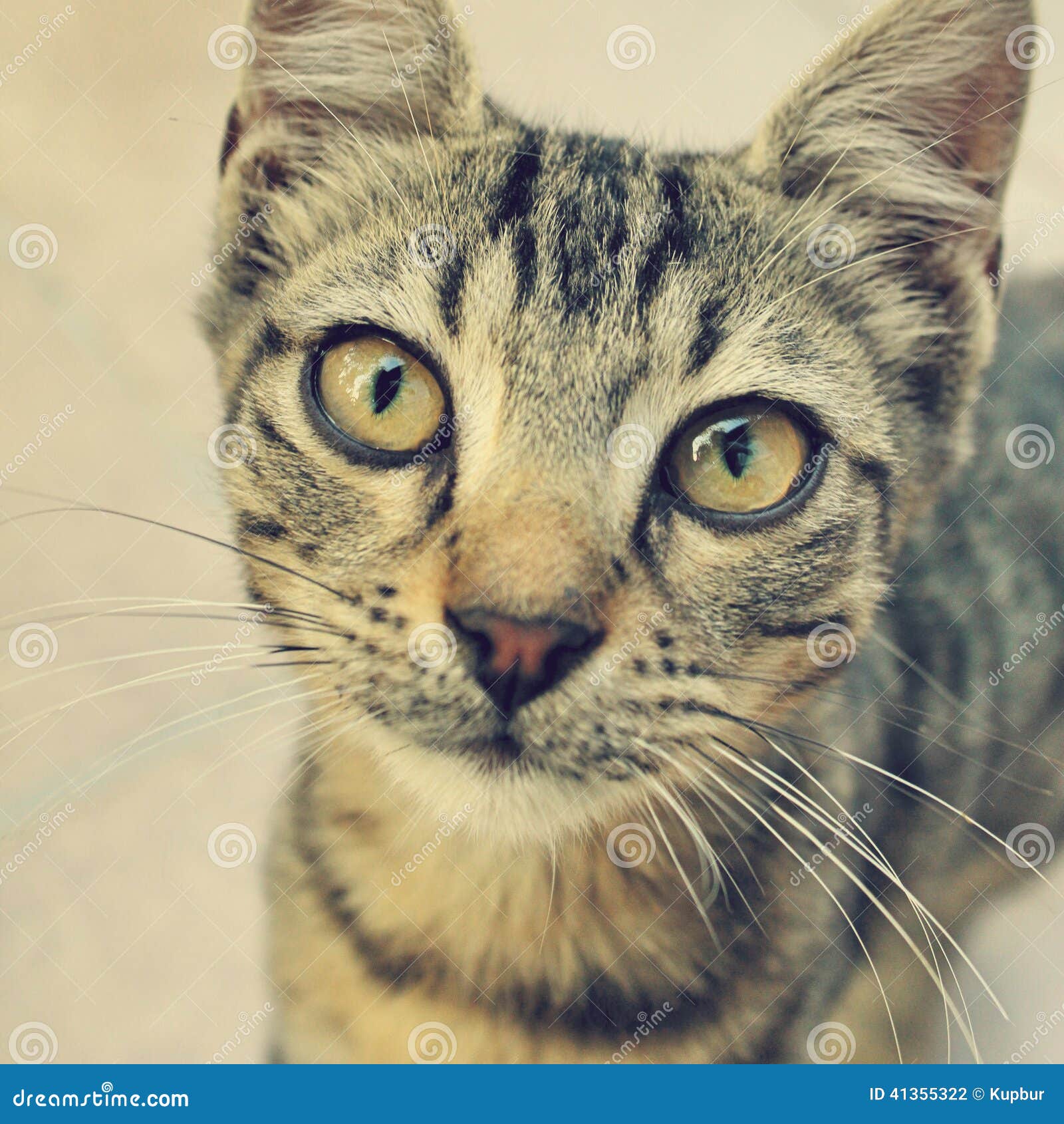 Curios cat stock photo. Image of closeup, looking, tabby - 41355322