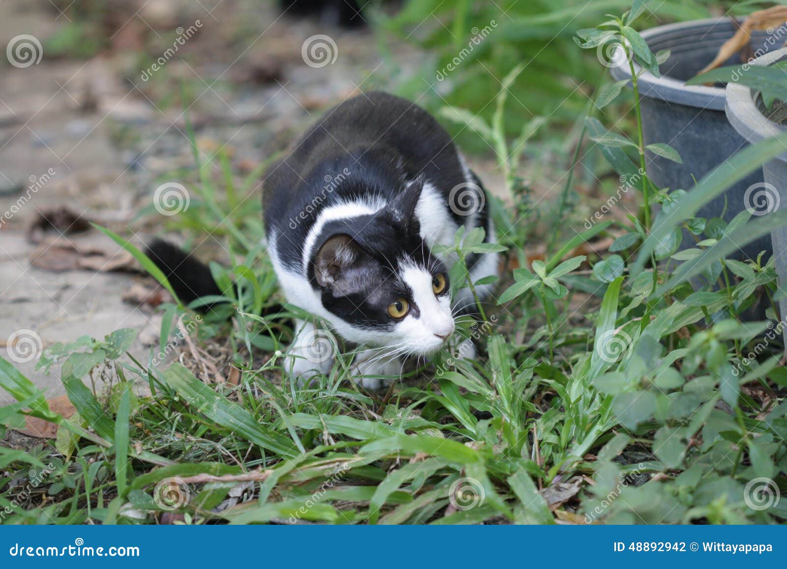 Curious cat stock photo. Image of pretty, looking, lovely - 48892942