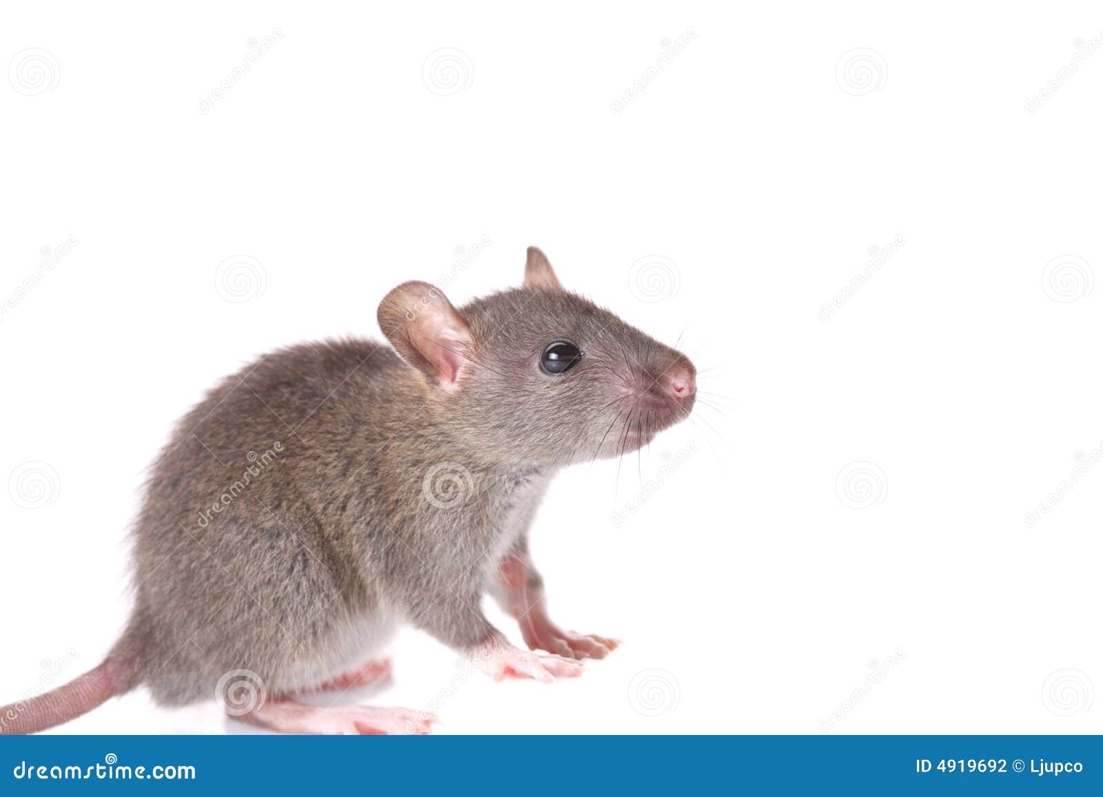 261 Mouse Sitting Up Isolated Background Stock Photos - Free & Royalty ...