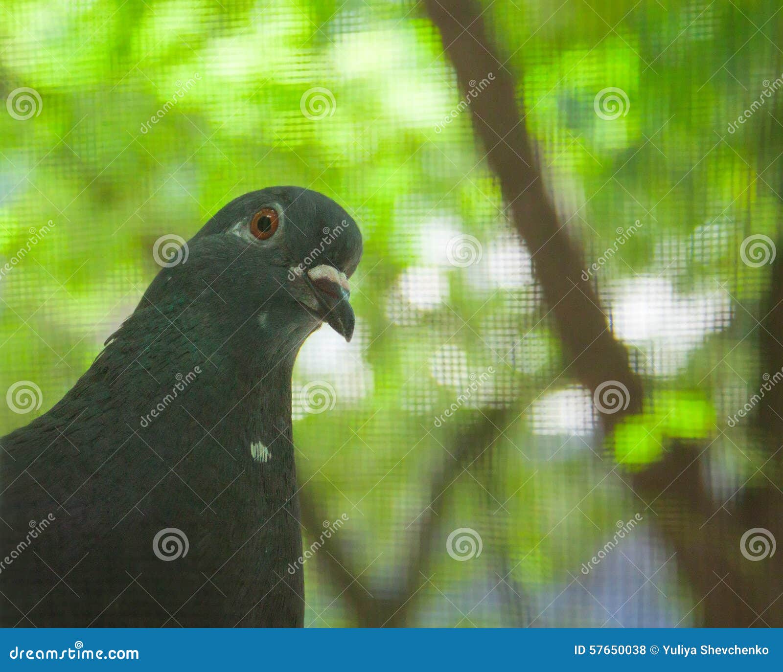 Curios Pigeon Peeking into the Window Stock Photo - Image of stray ...