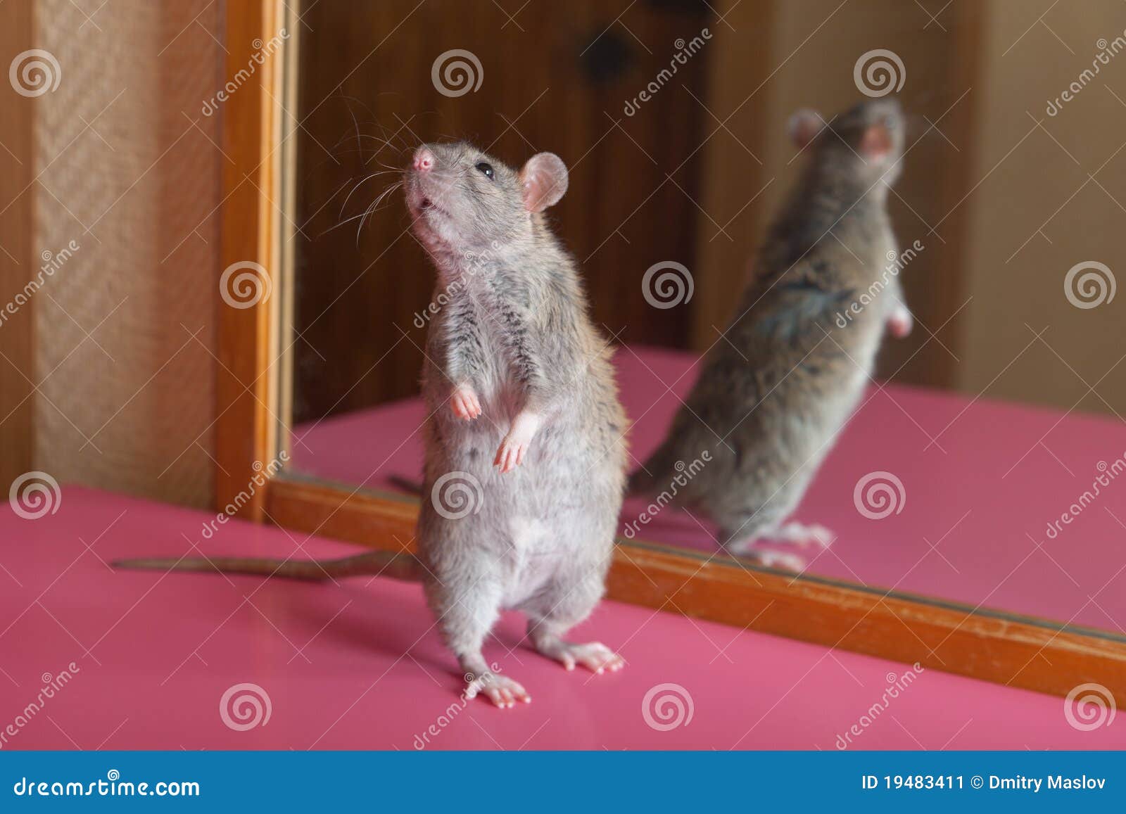 Curiosity stock image. Image of indoors, animals, whiskers - 19483411