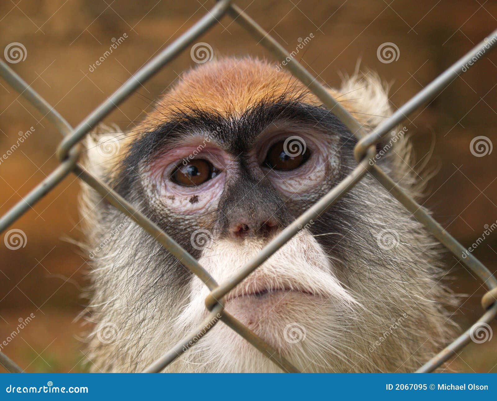 Monkey Nigeria Zoo Stock Photos - Free & Royalty-Free Stock Photos from ...