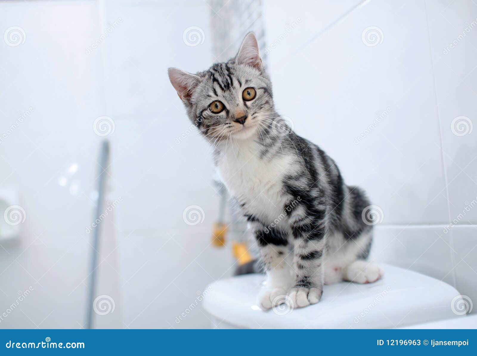 Curiosity cat stock image. Image of restroom, pose, cute - 12196963