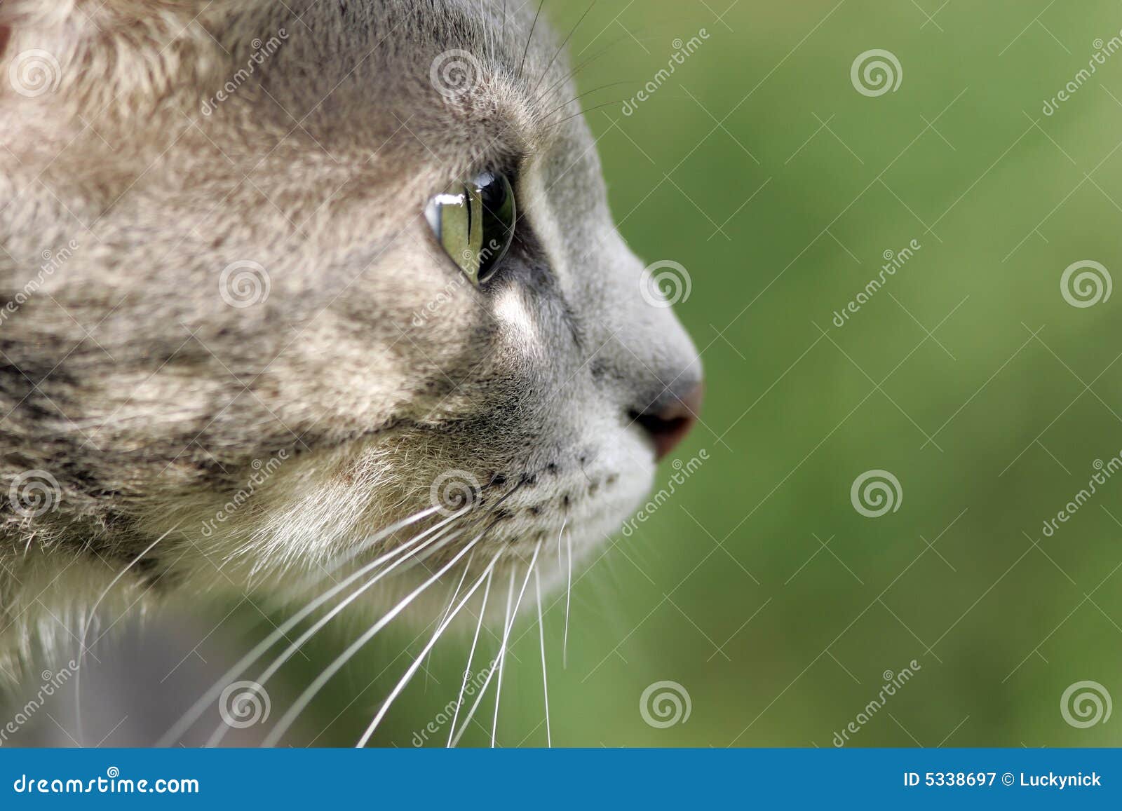 Curiosity cat stock image. Image of house, animal, cute - 5338697