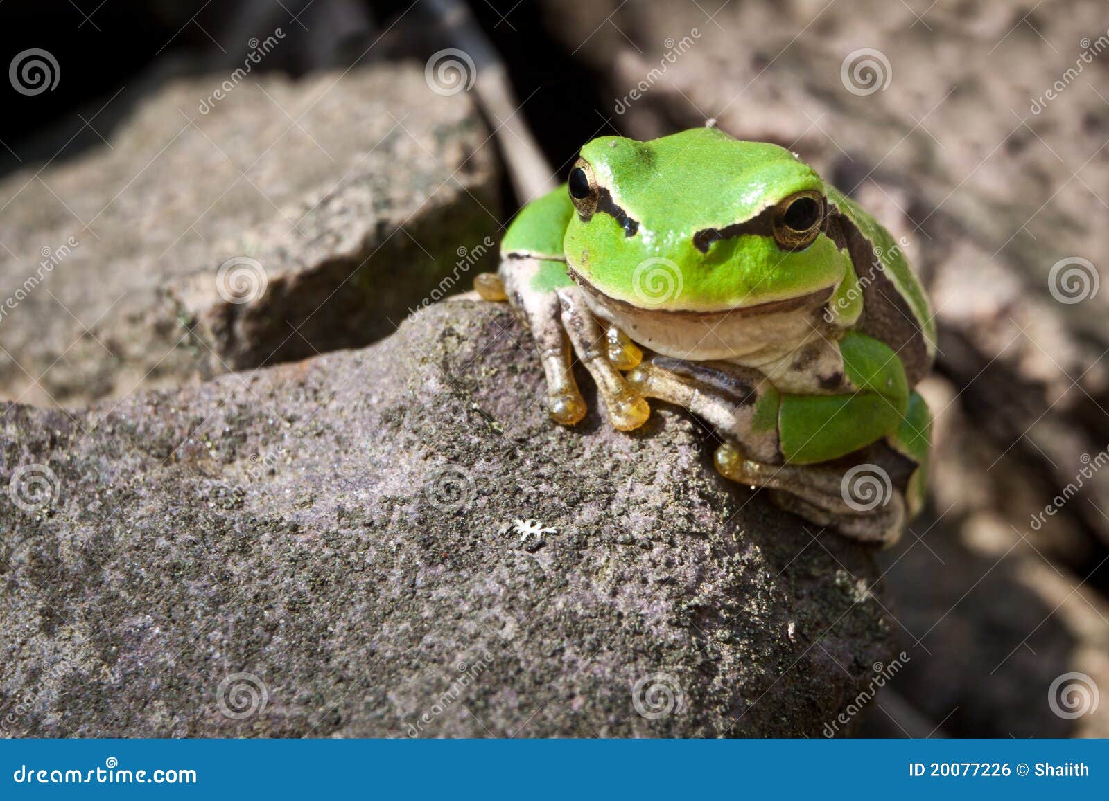 Curiosity Green Frog on a Rock Stock Photo - Image of nature, green ...