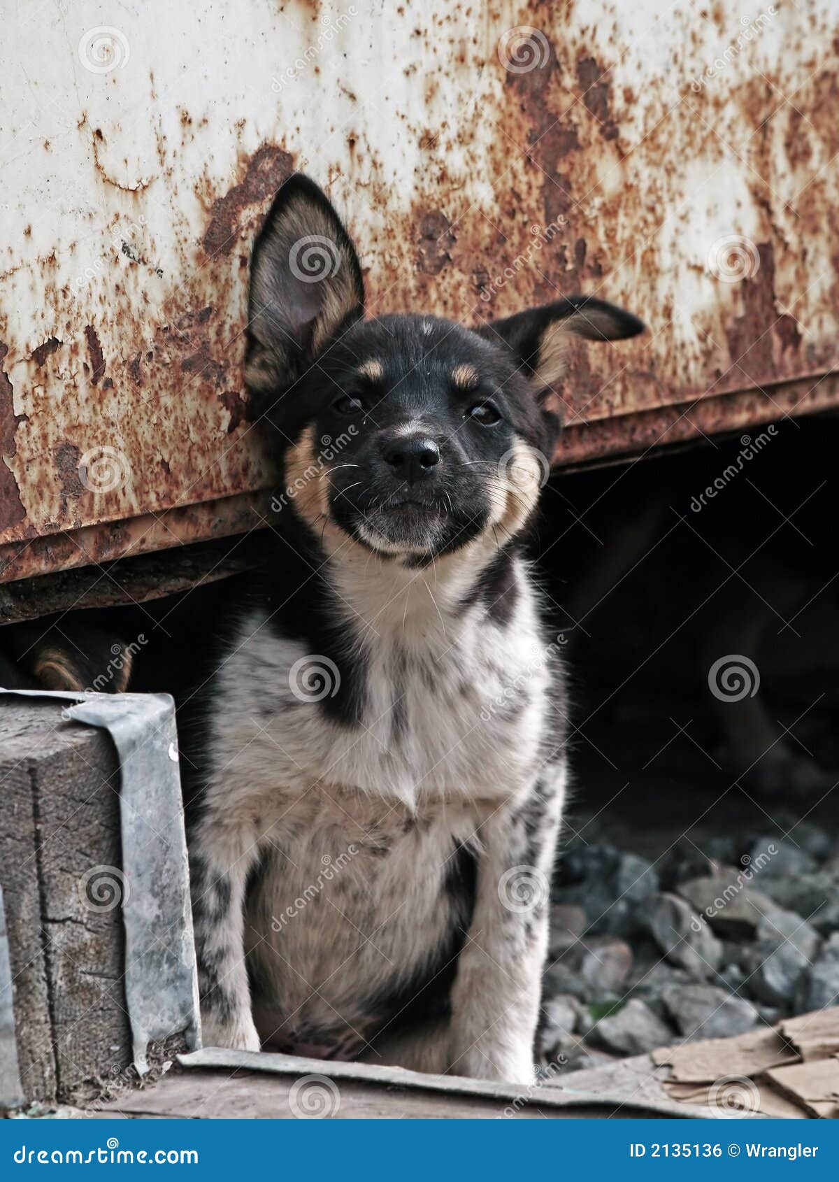 Curiosity homeless puppy stock photo. Image of canine - 2135136