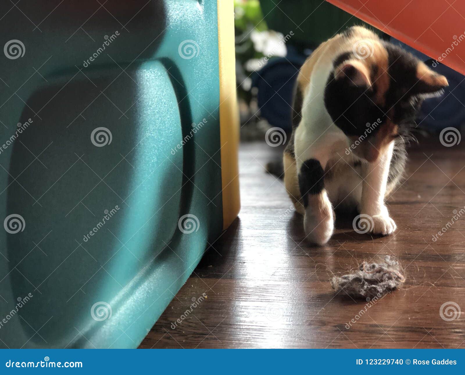 Curiosity Killed the Dust Bunny Stock Photo - Image of bunny, curiosity ...