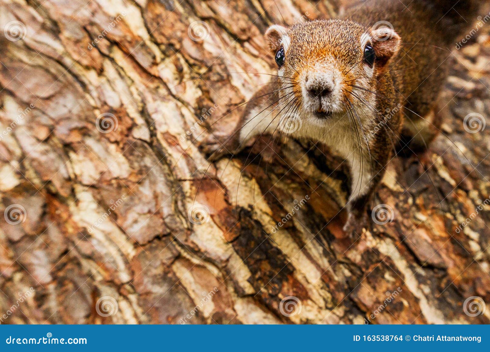 Curiosity Squirrel Hanging on the Tree Close Up Animal Picture Stock ...