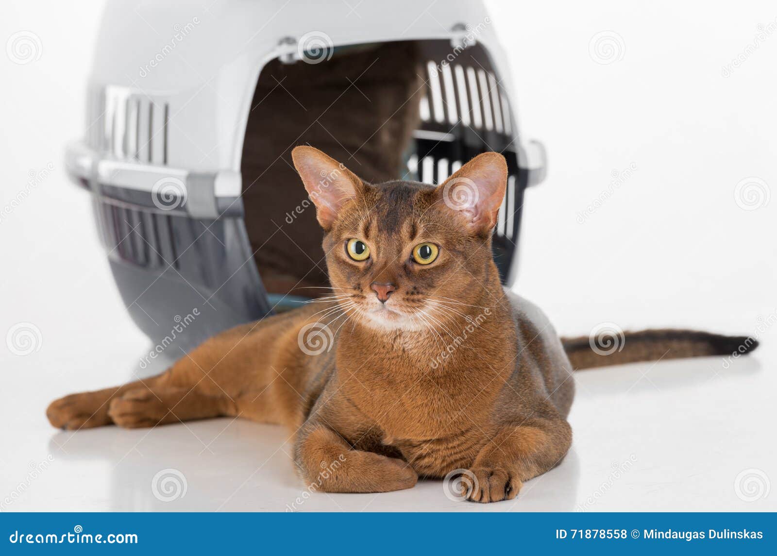Curious Abyssinian Cat and Box. Long Tail. Isolated on White Background ...