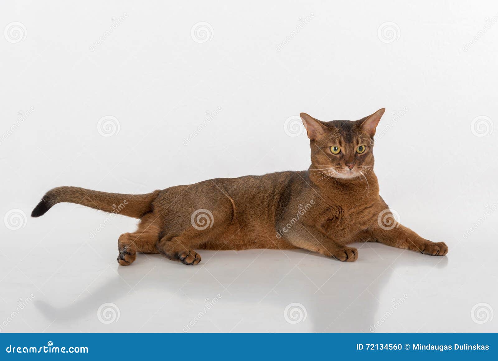 Curious Abyssinian Cat Lying on Ground, Long Tail. Isolated on White ...