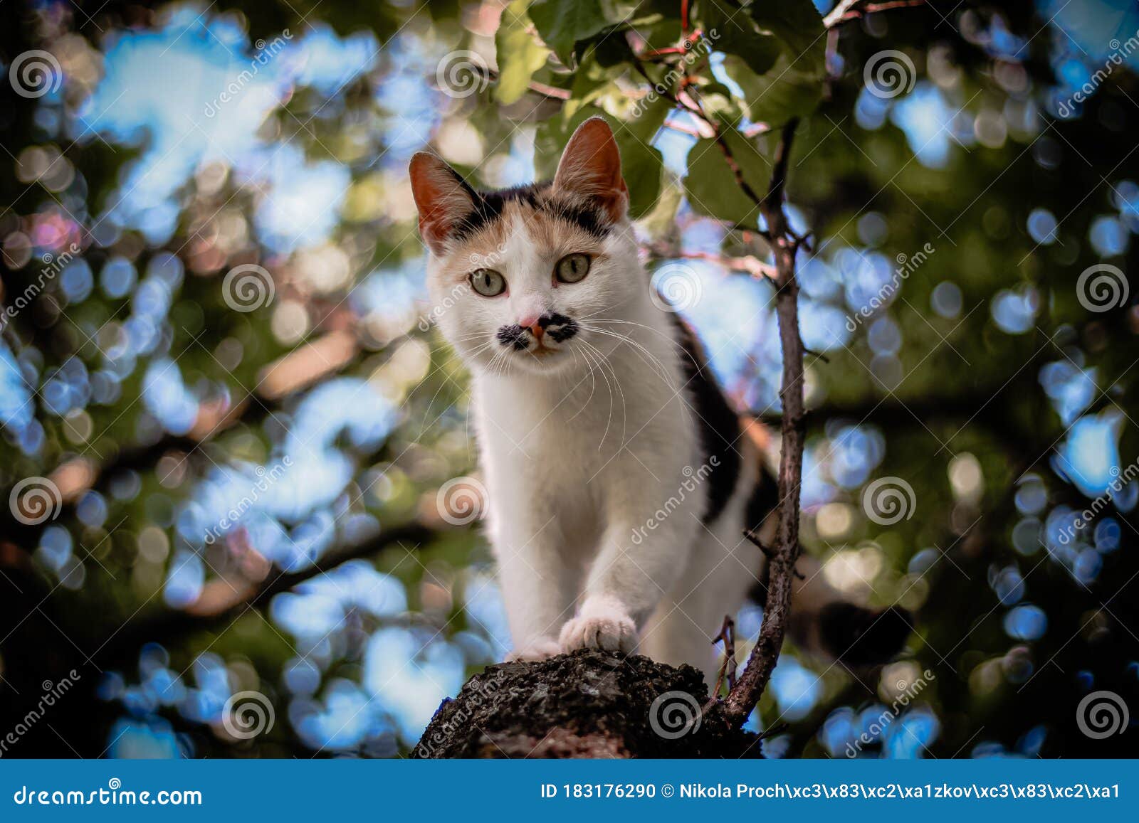 Cat on a tree stock photo. Image of tree, exploring - 183176290