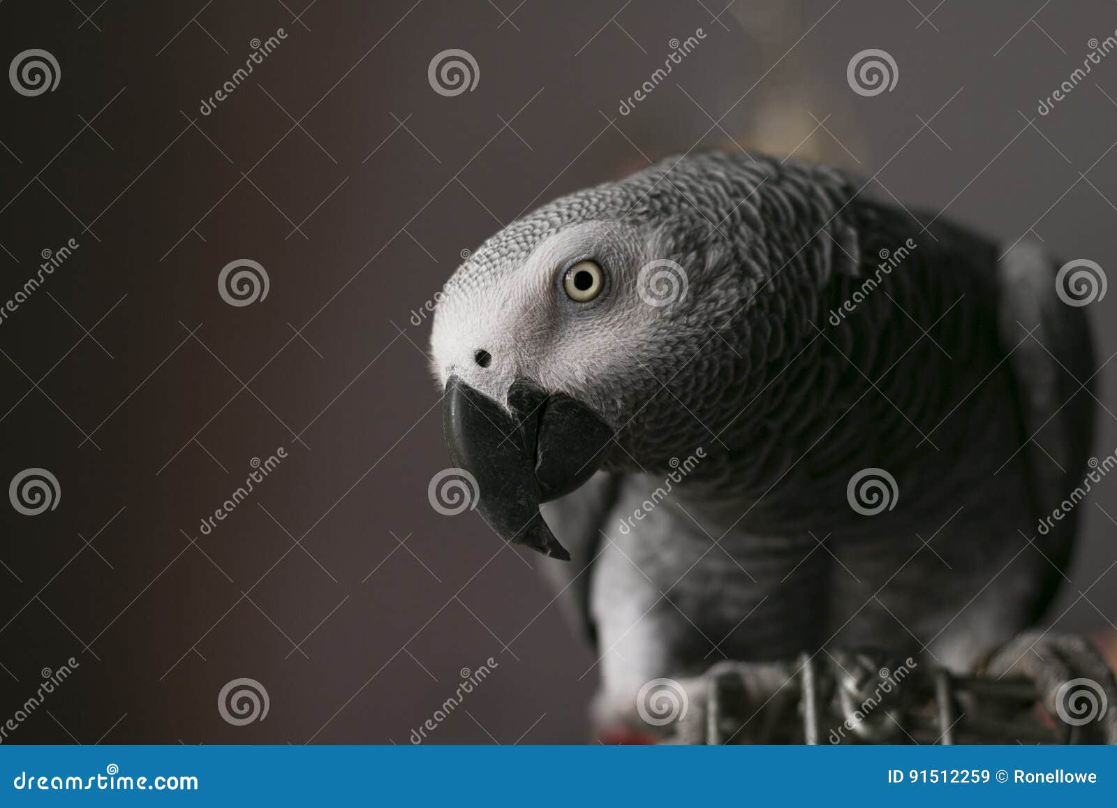 Curious African Gray Parrot Stock Image - Image of depth, african: 91512259